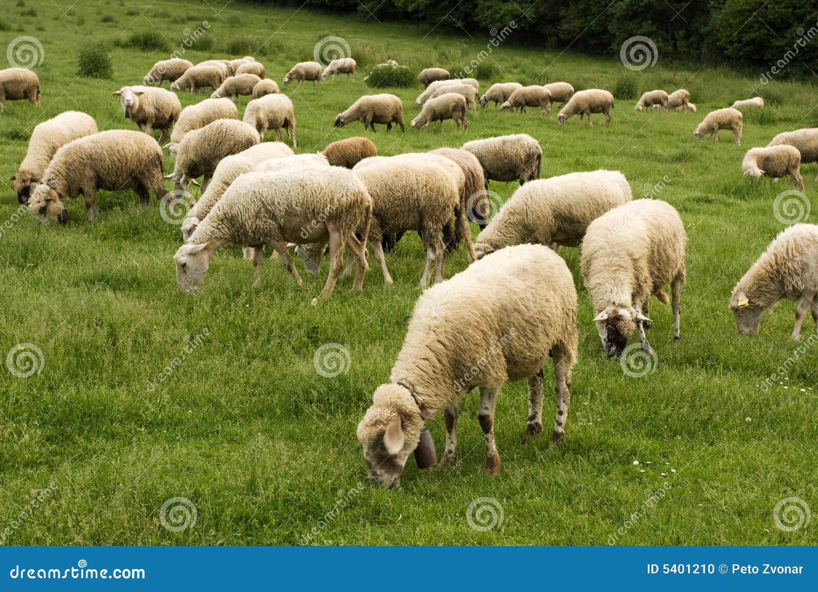 Grazing sheep stock photo. Image of grass, spring, agriculture - 5401210