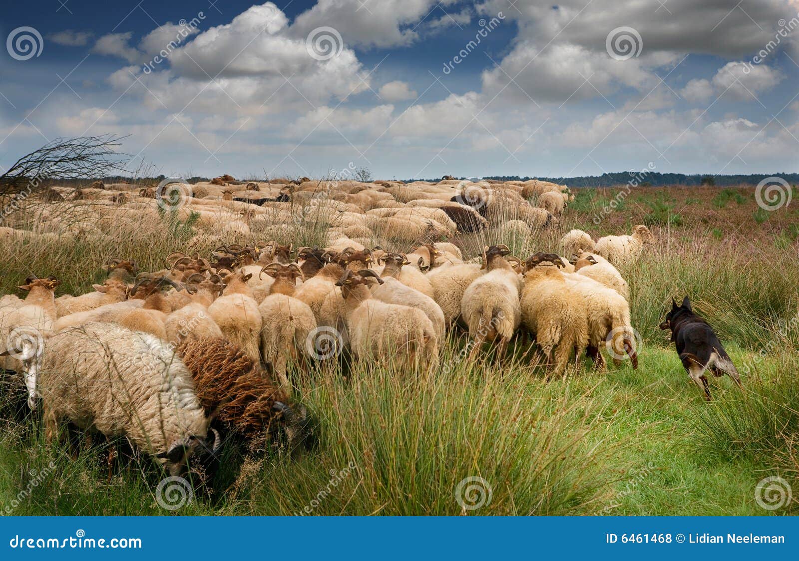 Herd of sheep stock photo. Image of sheepdog, national - 6461468
