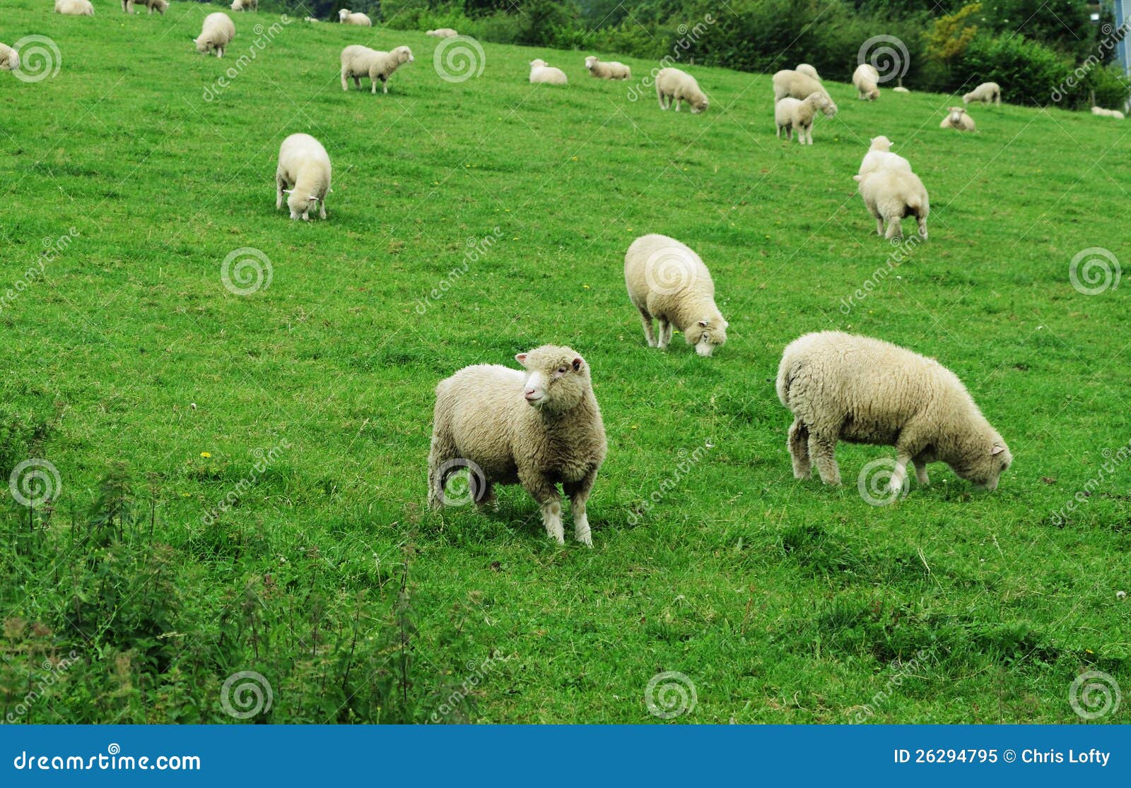 Grazing Sheep in a Grassy Meadow Stock Image - Image of animals, meadow ...