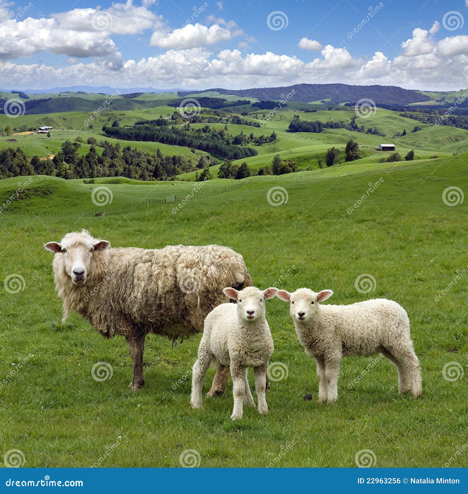 Grazing Sheep and Green Picturesque Landscape Stock Photo - Image of ...