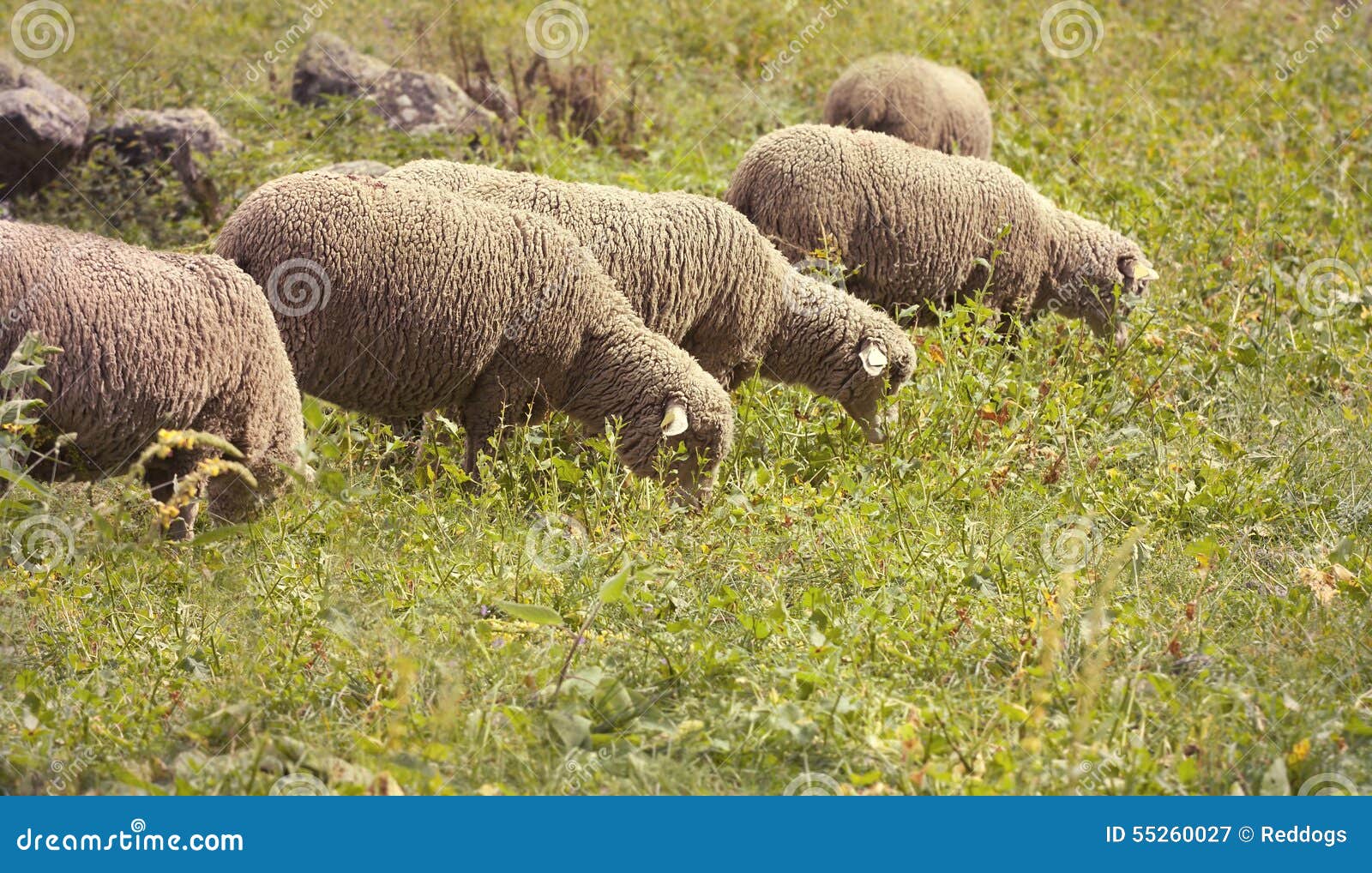 Grazing sheep stock image. Image of grazing, meadow, environment - 55260027