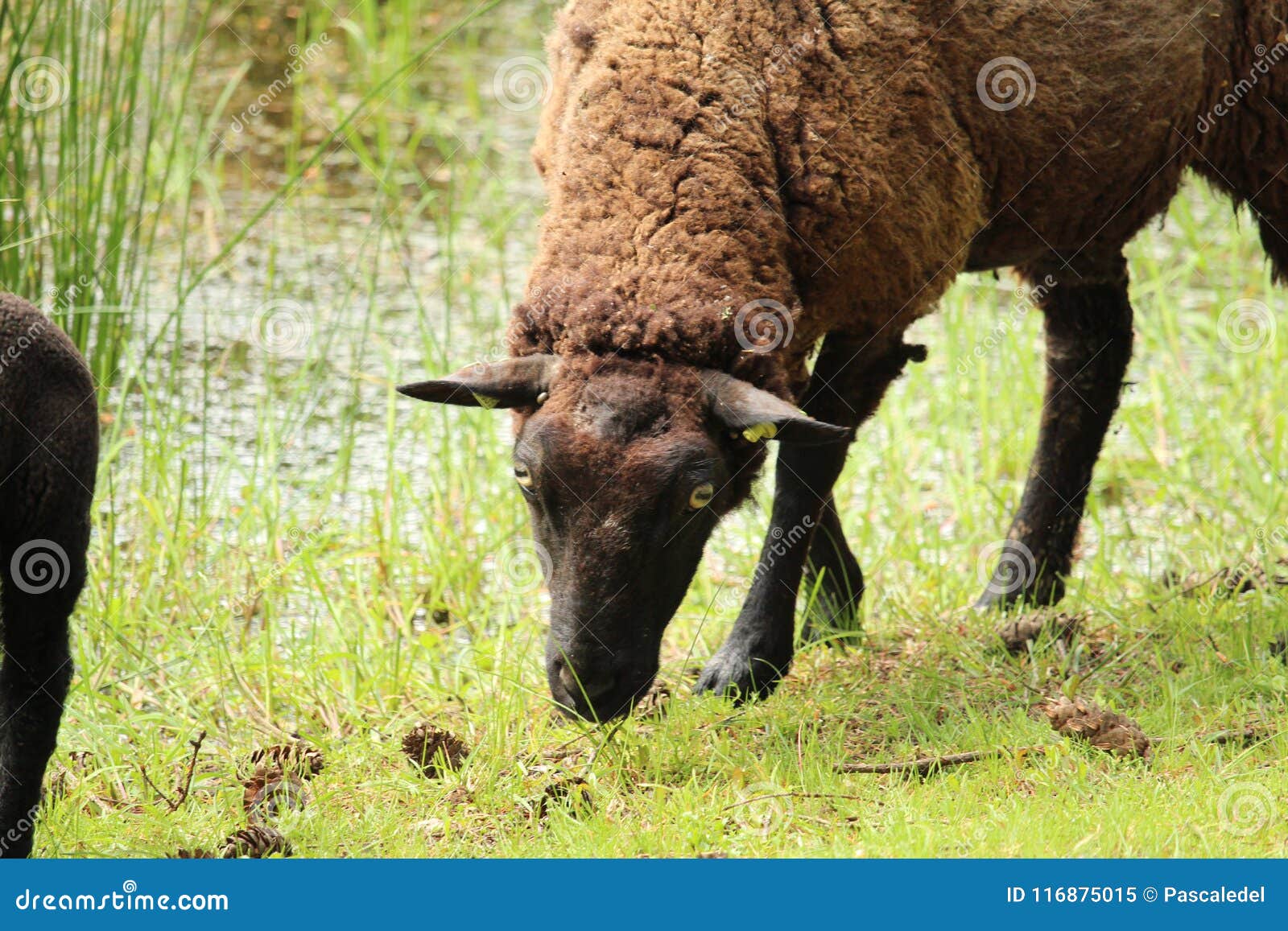 Grazing Sheep stock image. Image of forest, grass, green - 116875015