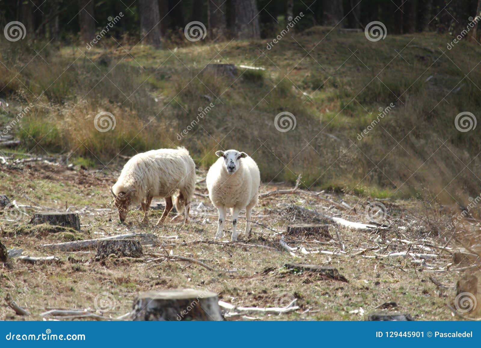Grazing Sheep stock image. Image of sign, animal, mammal - 129445901