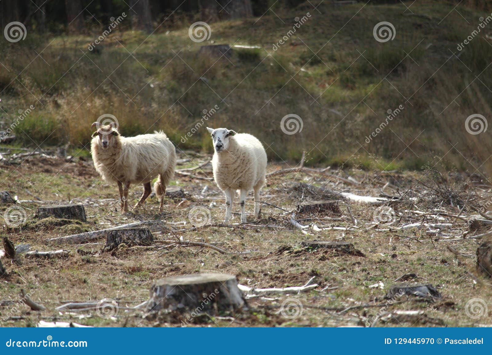 Grazing Sheep stock photo. Image of grass, grazing, nature - 129445970