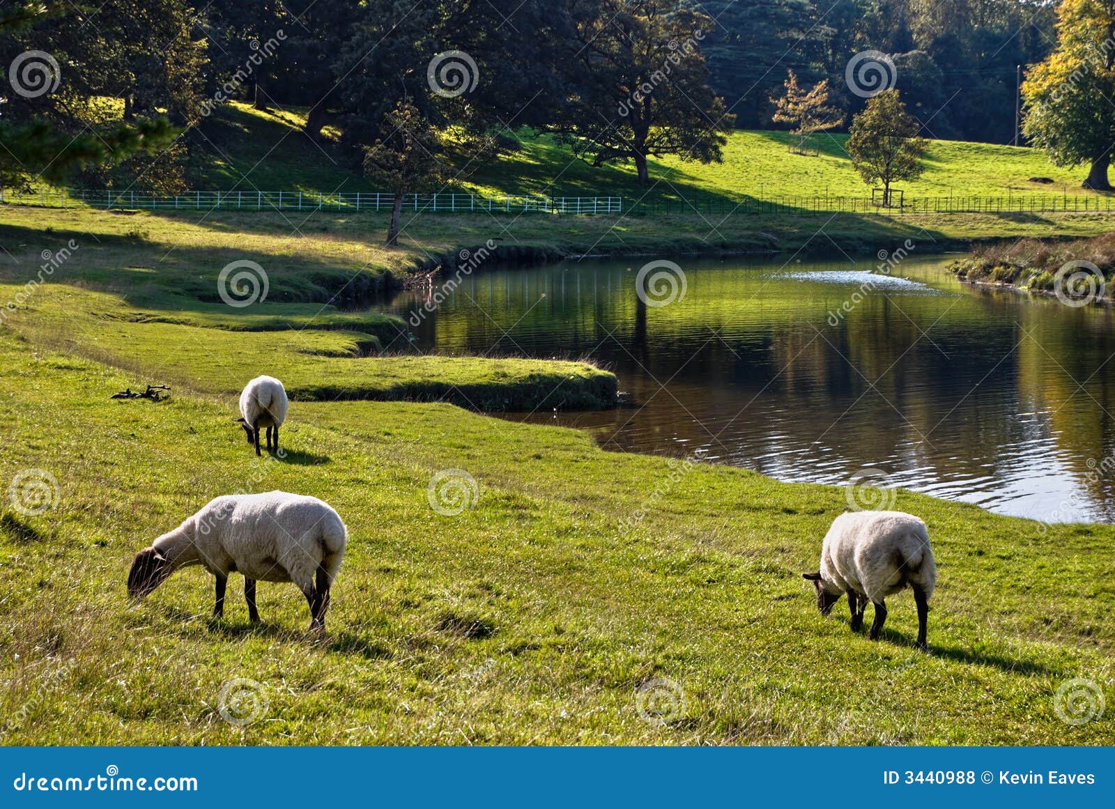 Grazing sheep by a river stock photo. Image of grazing - 3440988