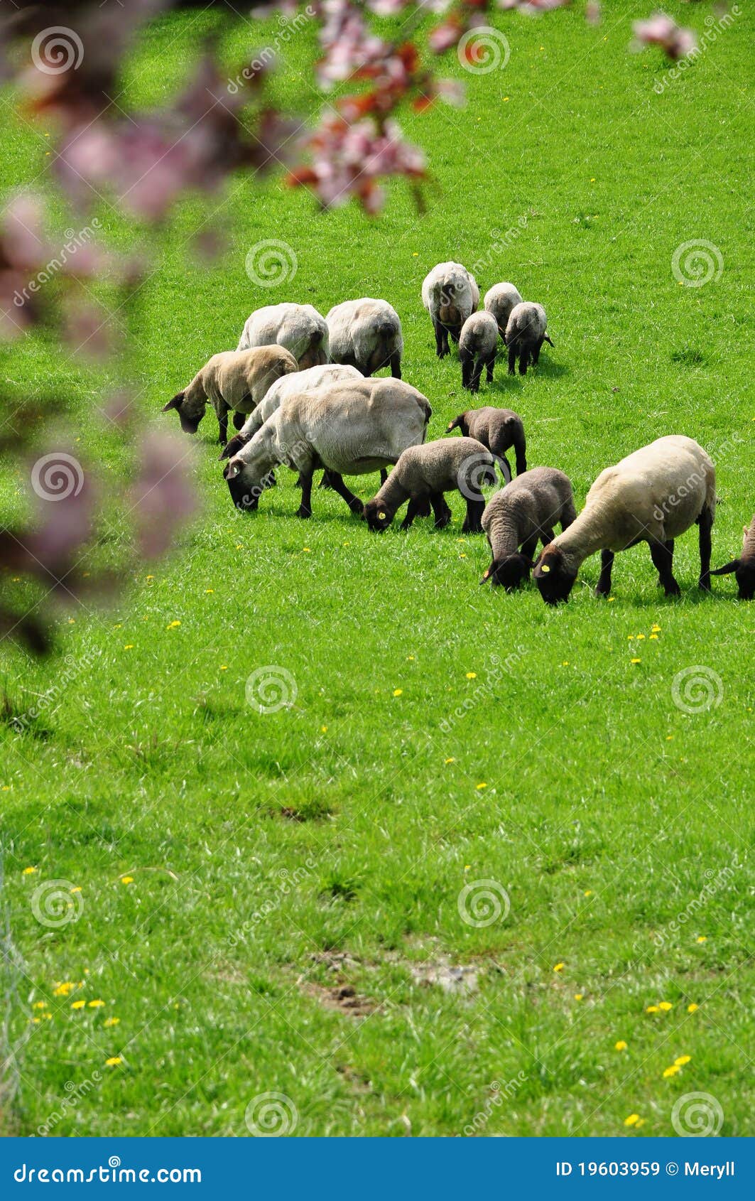 Grazing sheep spring stock image. Image of animal, rural - 19603959