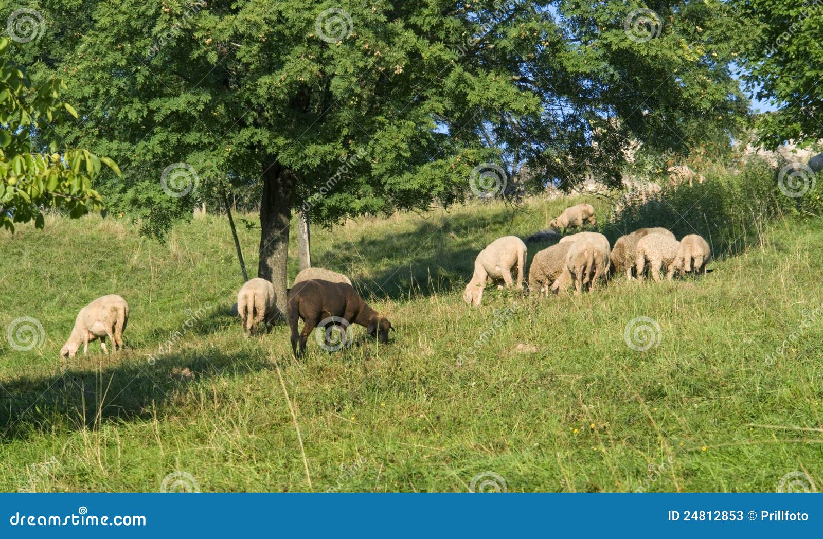 Grazing Sheep in Sunny Ambiance Stock Image - Image of mutton, agrar ...