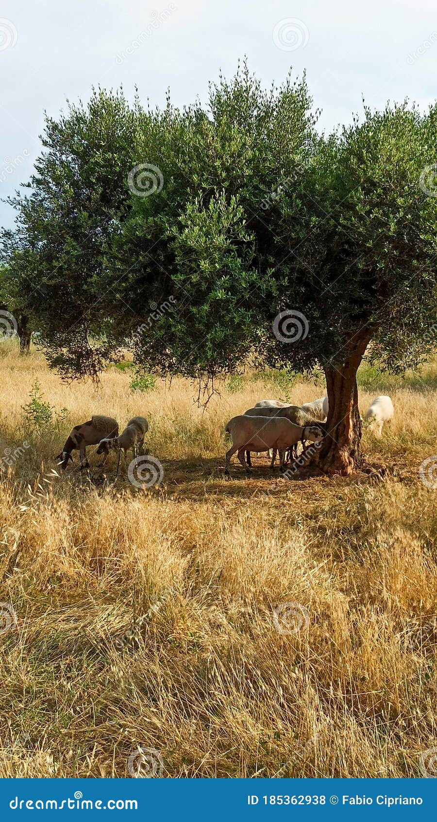 Grazing Sheep Under Olive Tree at Sunset Stock Photo - Image of grazing ...