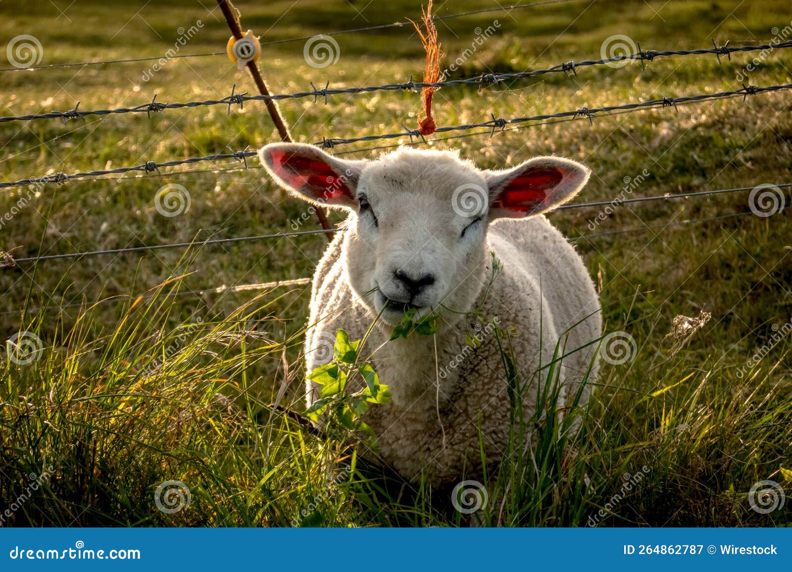 The Grazing Sheep that Wink at You Stock Image - Image of domestic ...