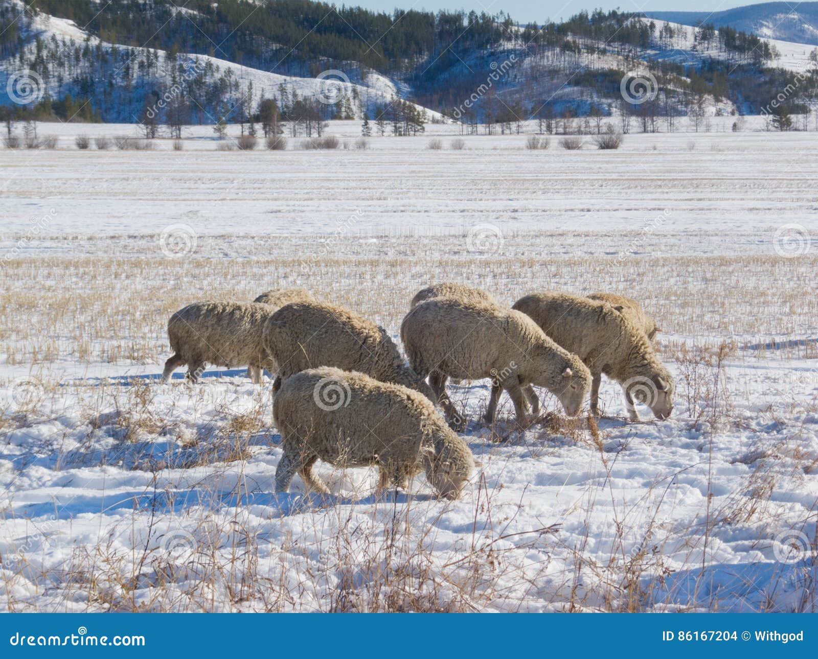 Grazing sheep in winter stock photo. Image of covered - 86167204