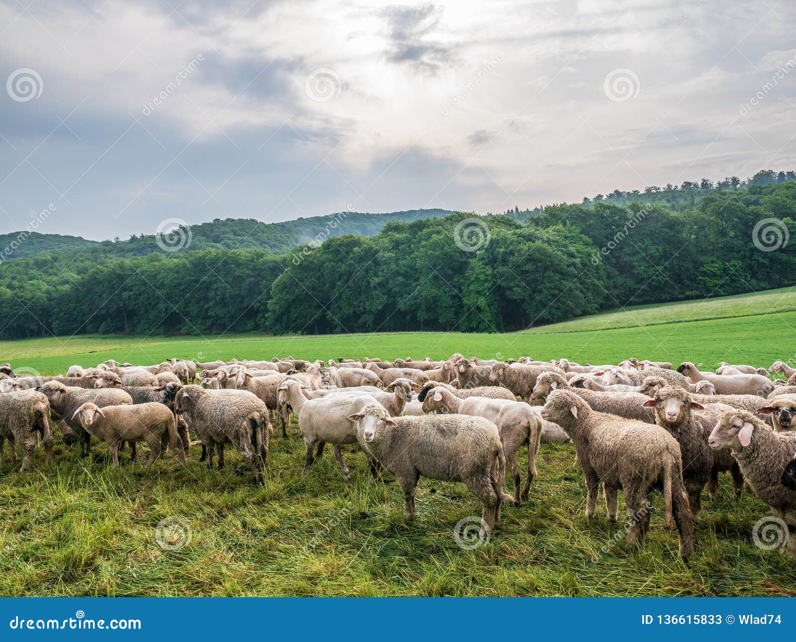 The Grazing Sheeps on a Pasture Stock Image - Image of house, nature: 136615833