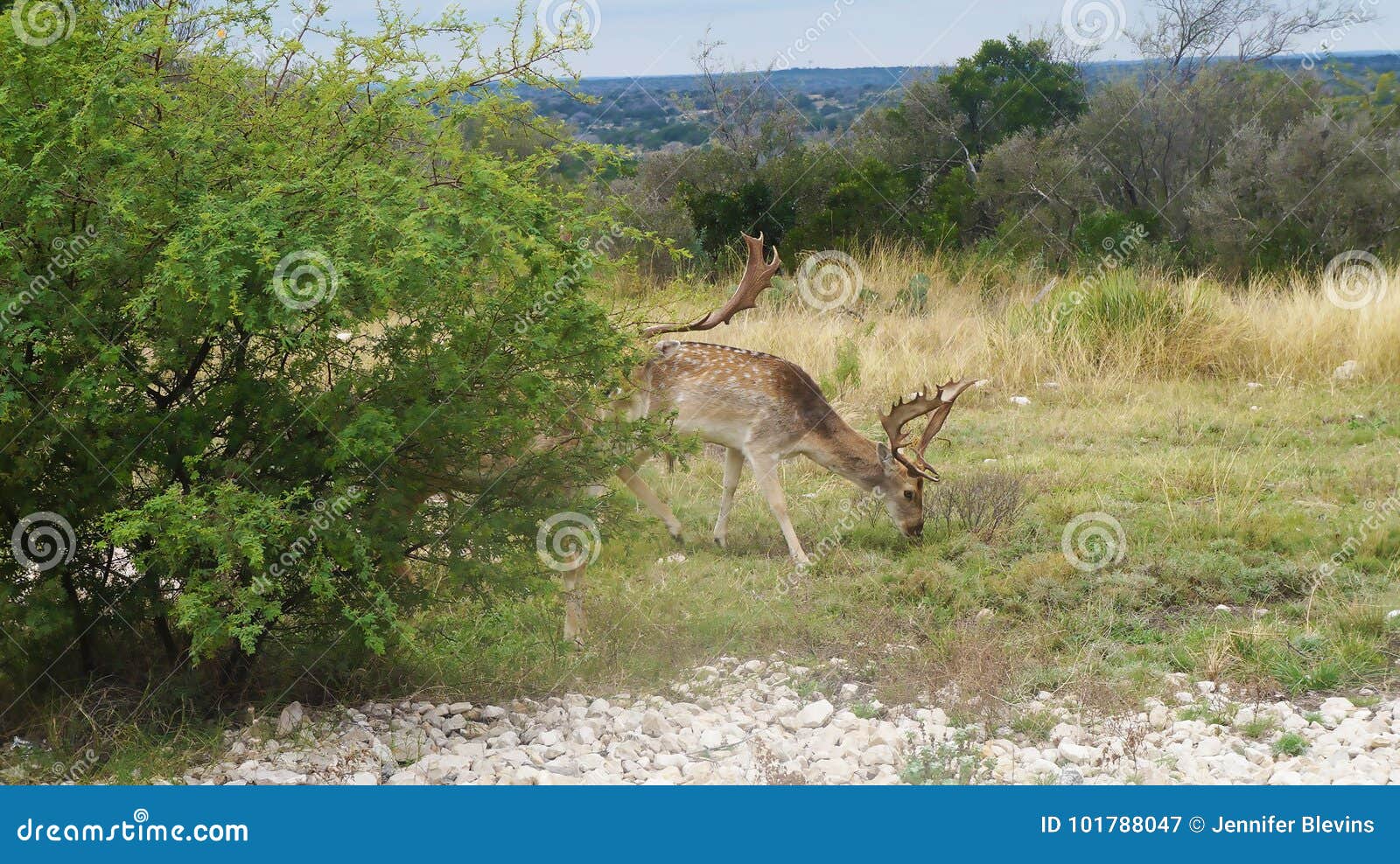 Spotted Fallow Deer stock image. Image of stag, animal - 101788047