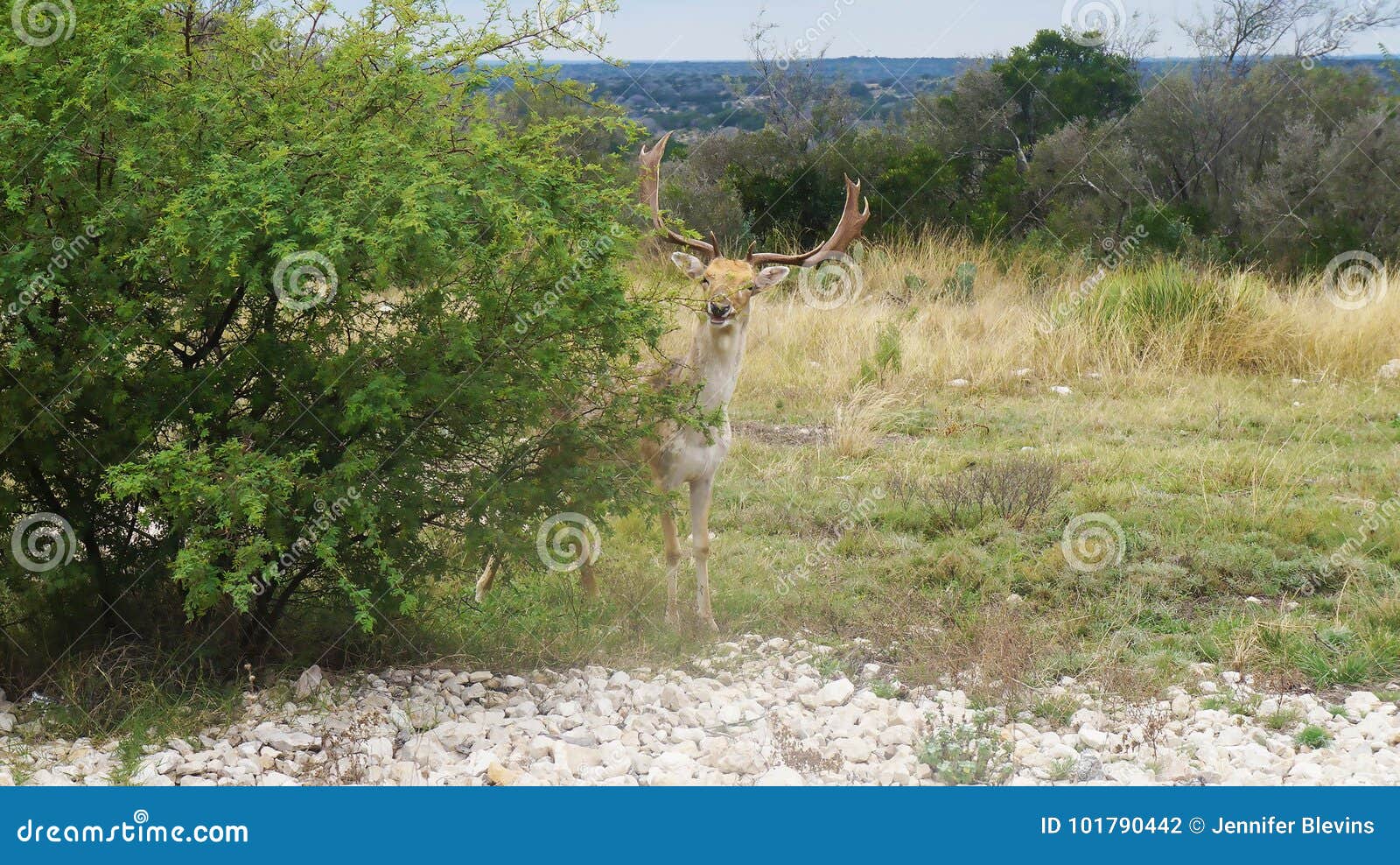Spotted Fallow Deer stock photo. Image of spotted, cactus - 101790442