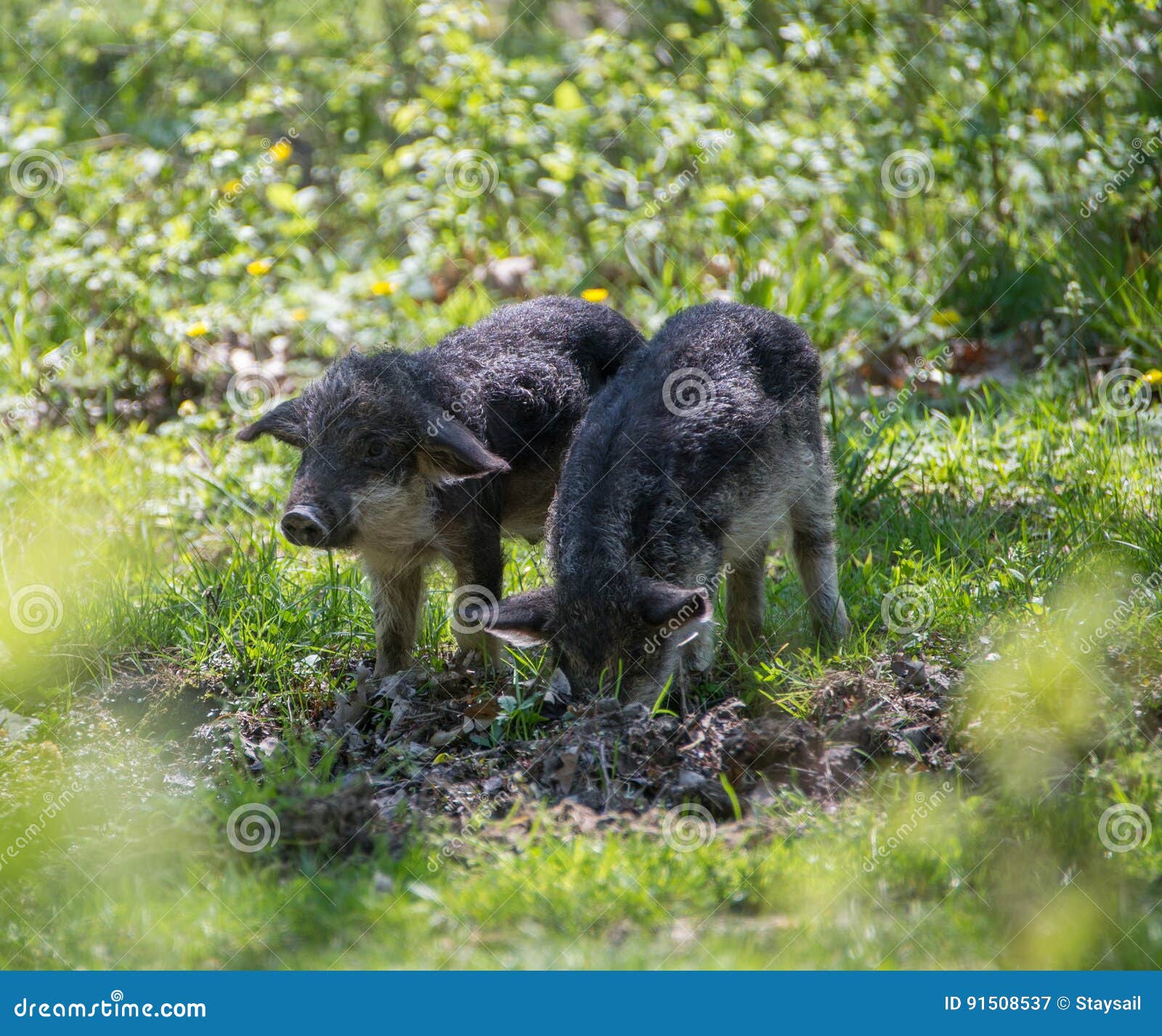 Grazing on the Spring Meadow Little Pigs Stock Image - Image of brood ...