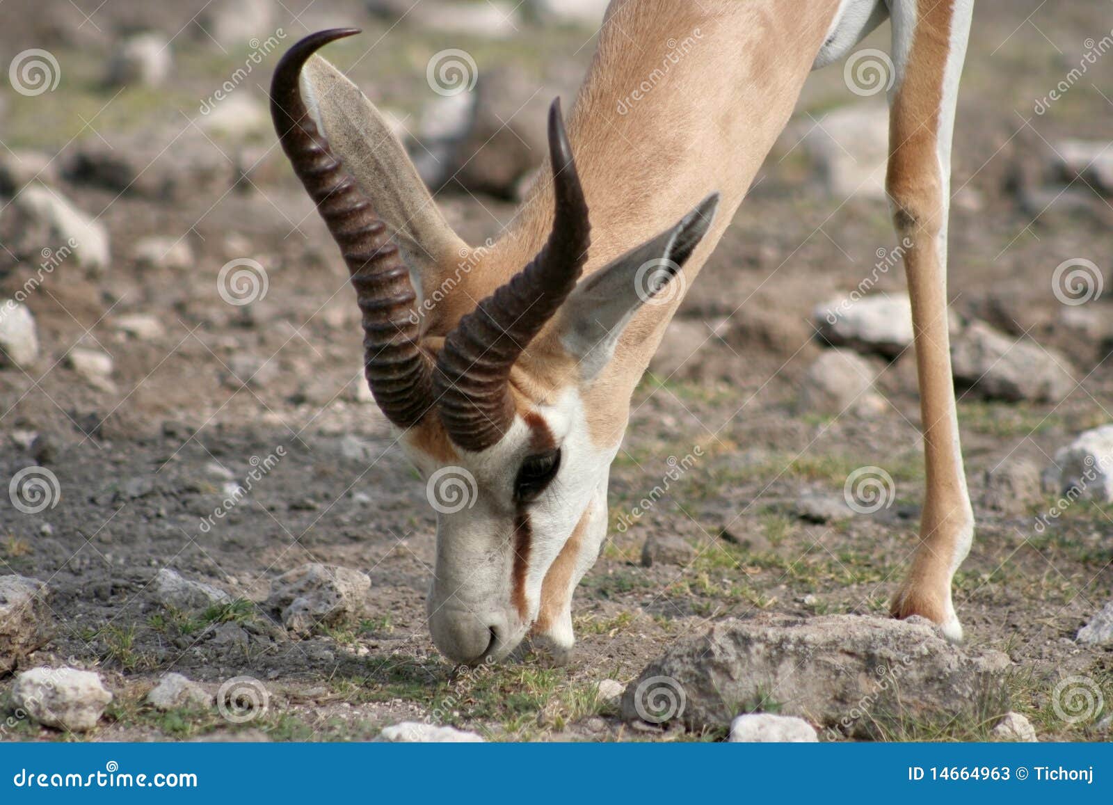 Grazing Springbok stock image. Image of springbok, antelope - 14664963