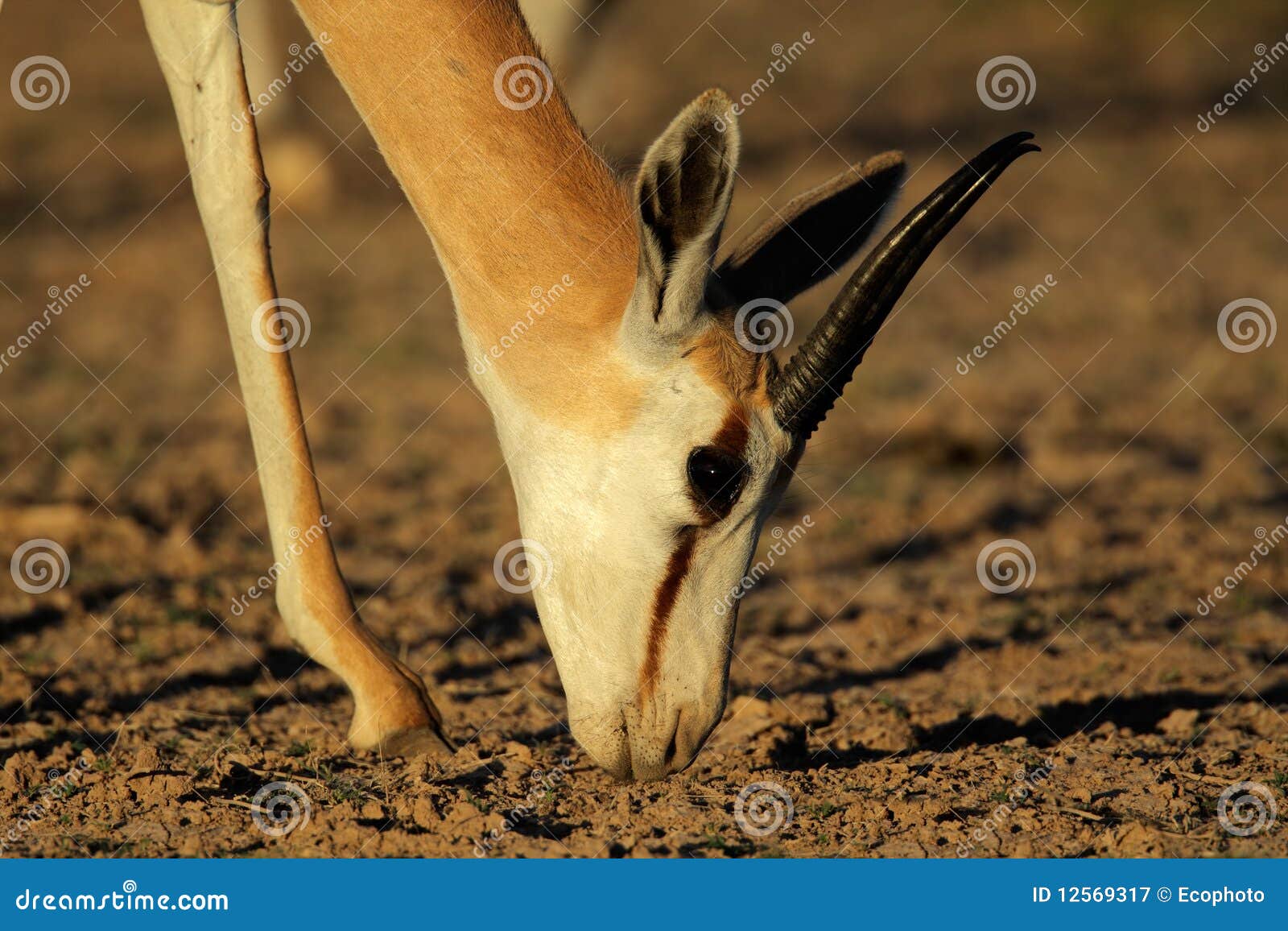 Grazing springbok antelope stock image. Image of mammal - 12569317