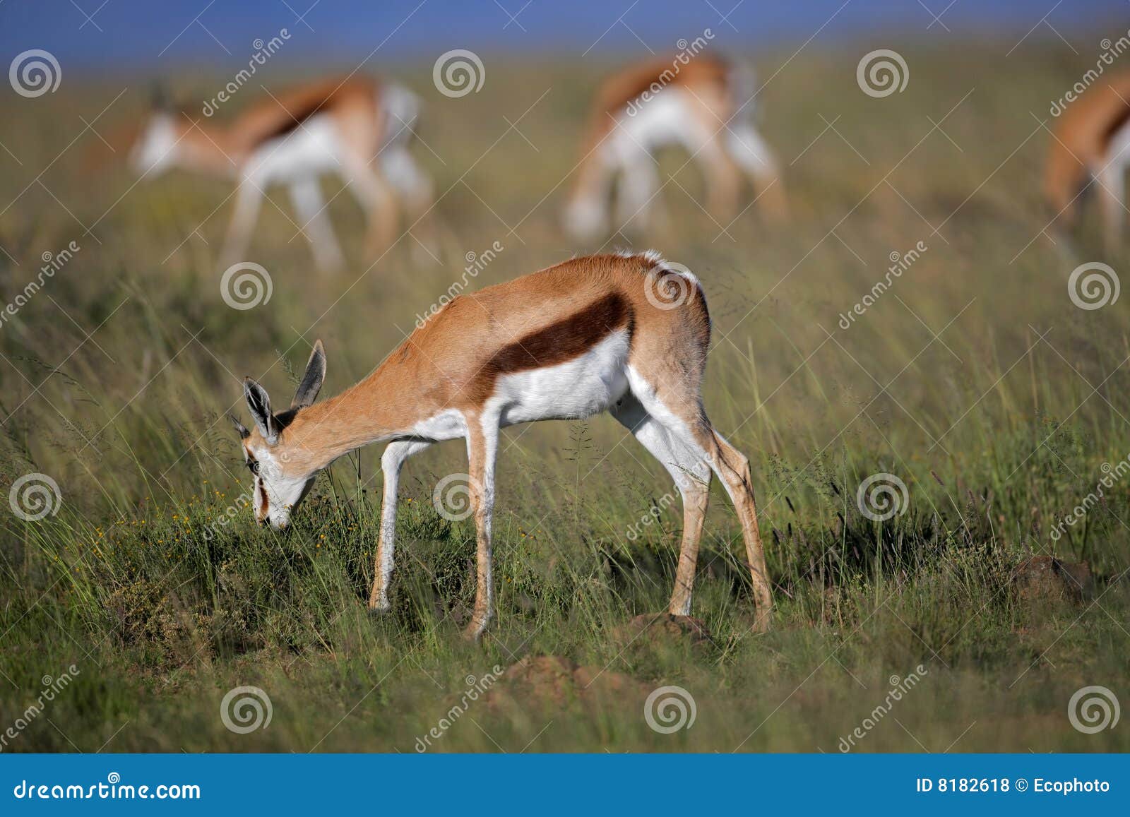 Grazing Springbok Antelopes Stock Photo - Image of horizontal, africa ...