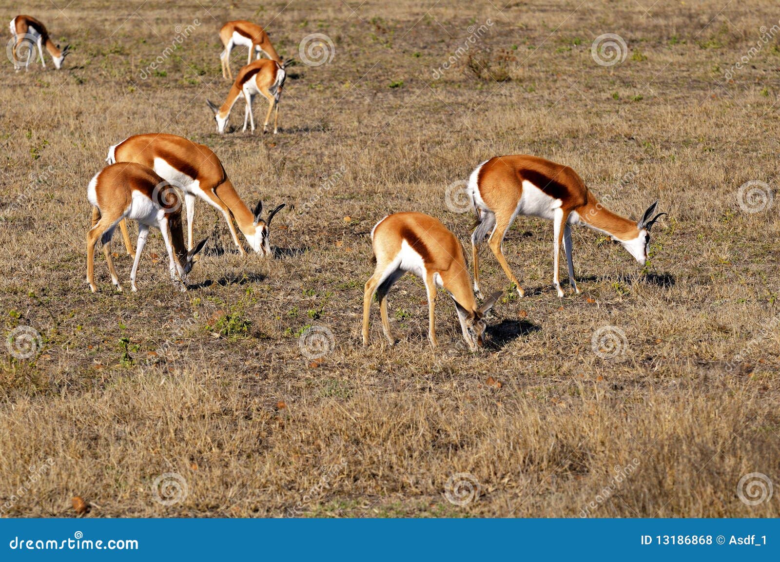 Grazing Springboks stock photo. Image of park, animals - 13186868