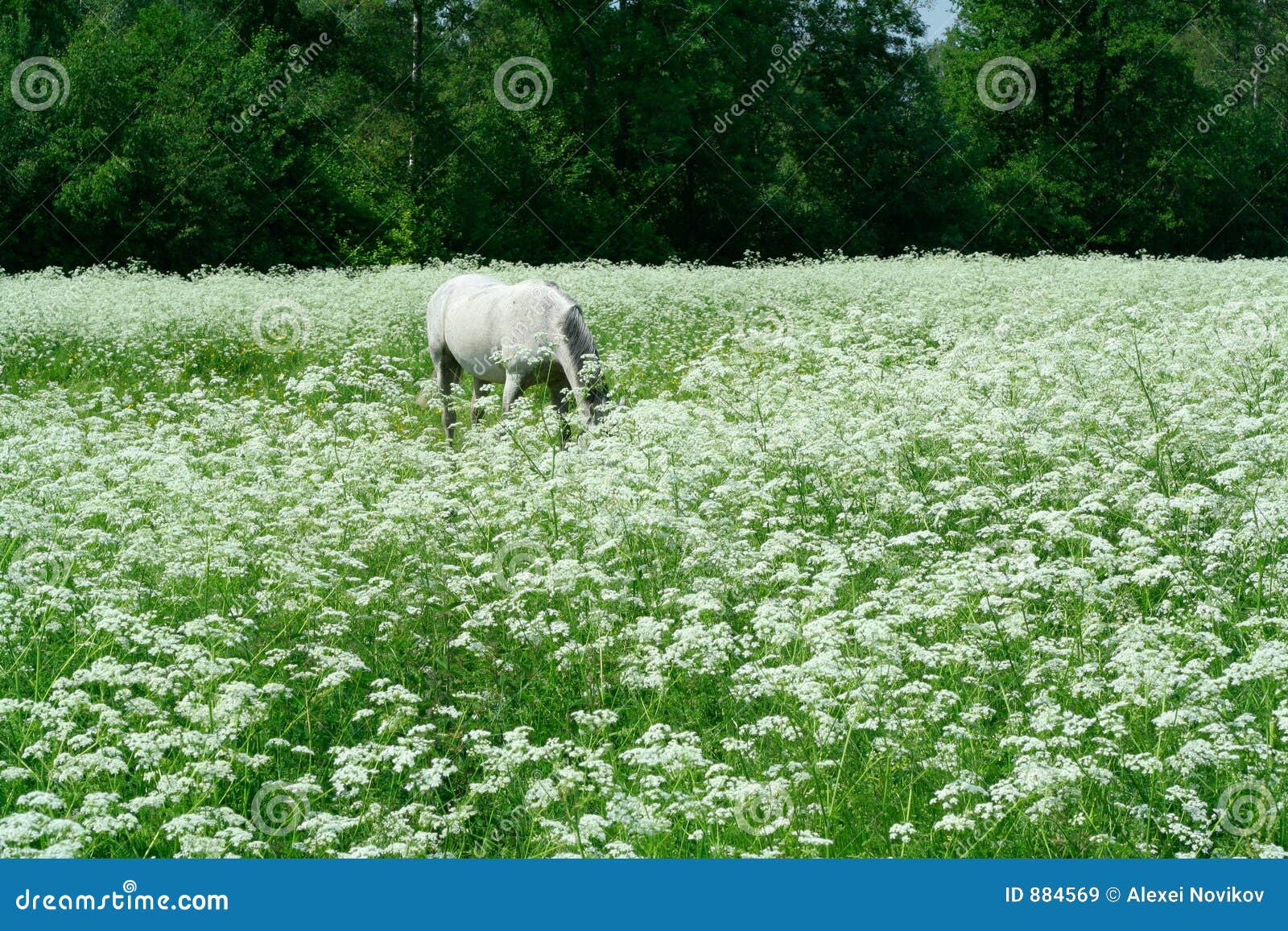Grazing in white meadow stock image. Image of herd, peaceful - 884569