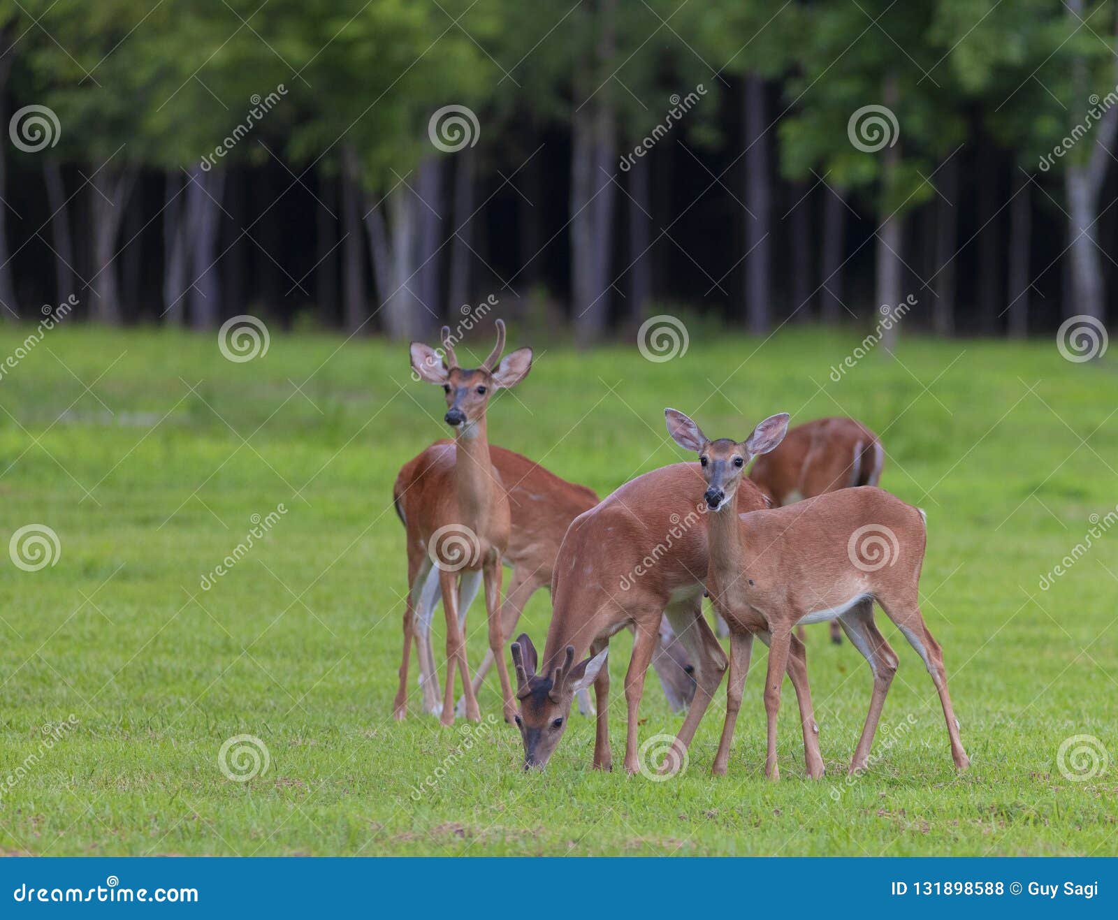 Grazing Whitetail Deer Herd Stock Photo - Image of eating, male: 131898588