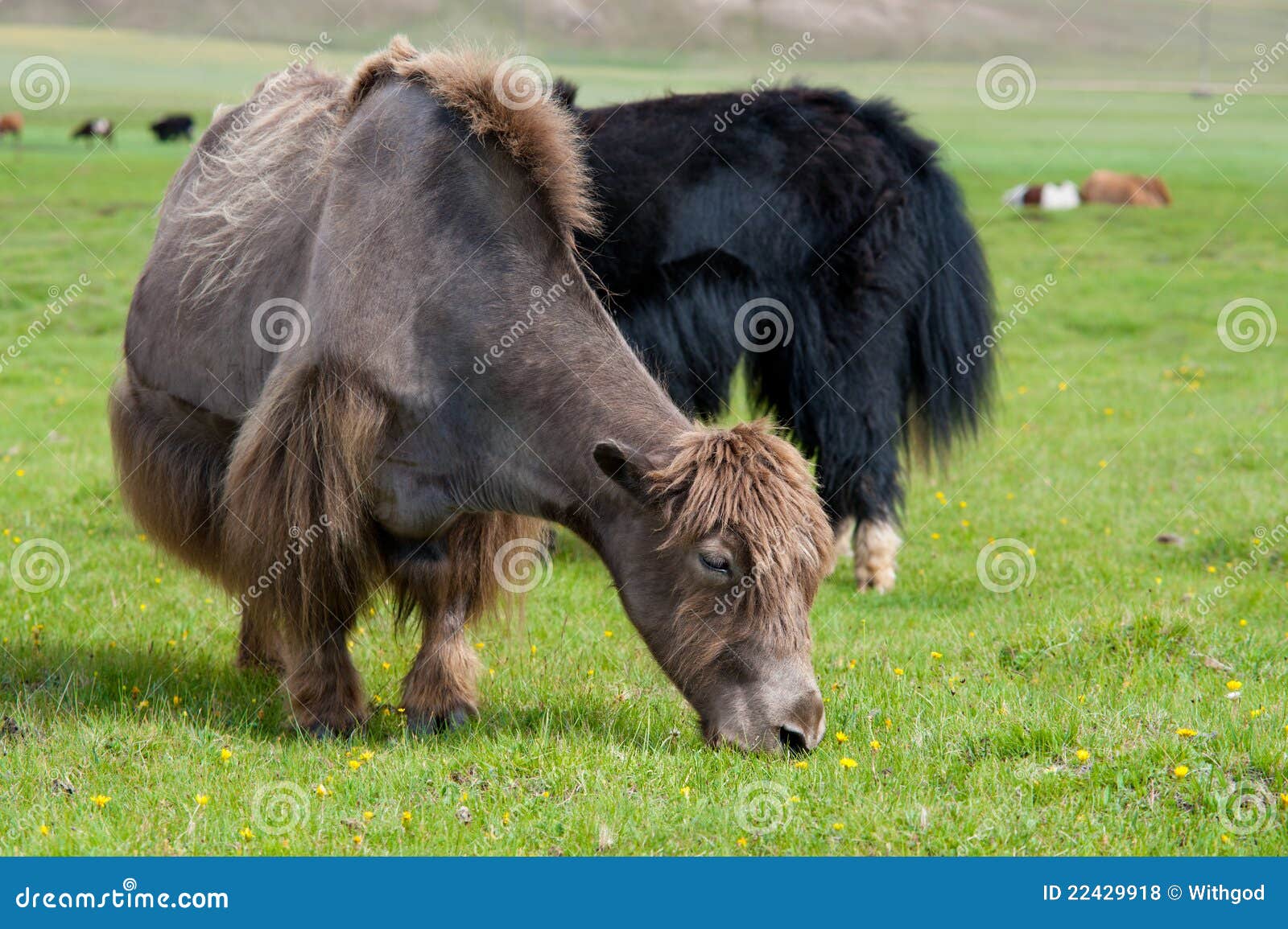 Grazing yaks stock photo. Image of feed, long, tend, animal - 22429918