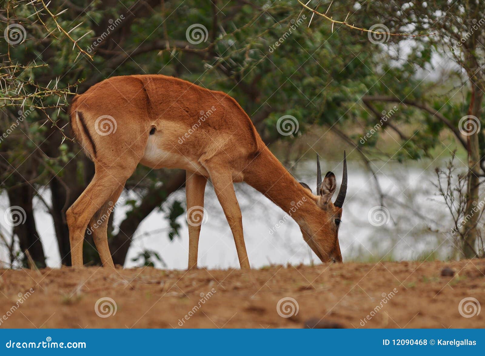 Grazing young impala male stock photo. Image of single - 12090468