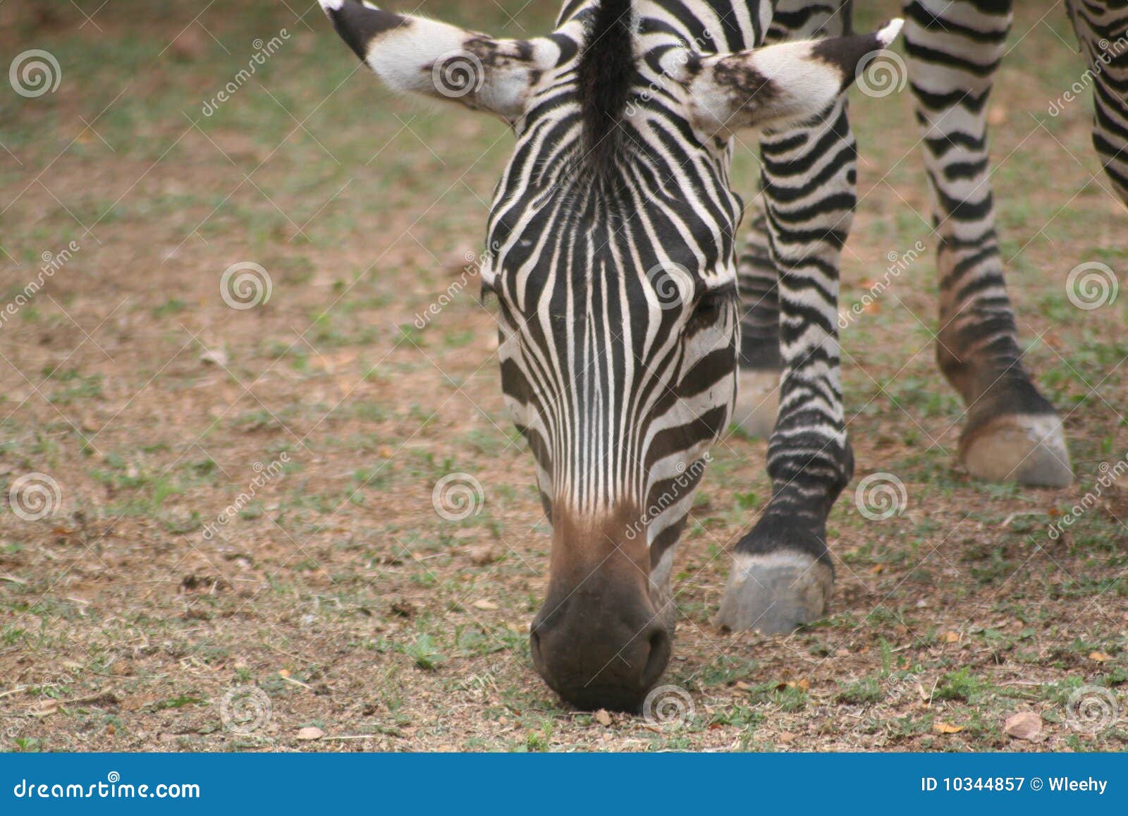 Grazing zebra stock image. Image of feeds, single, outdoors - 10344857