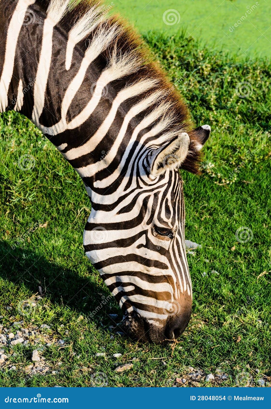 Grazing Zebra stock photo. Image of skin, grazing, mammal - 28048054