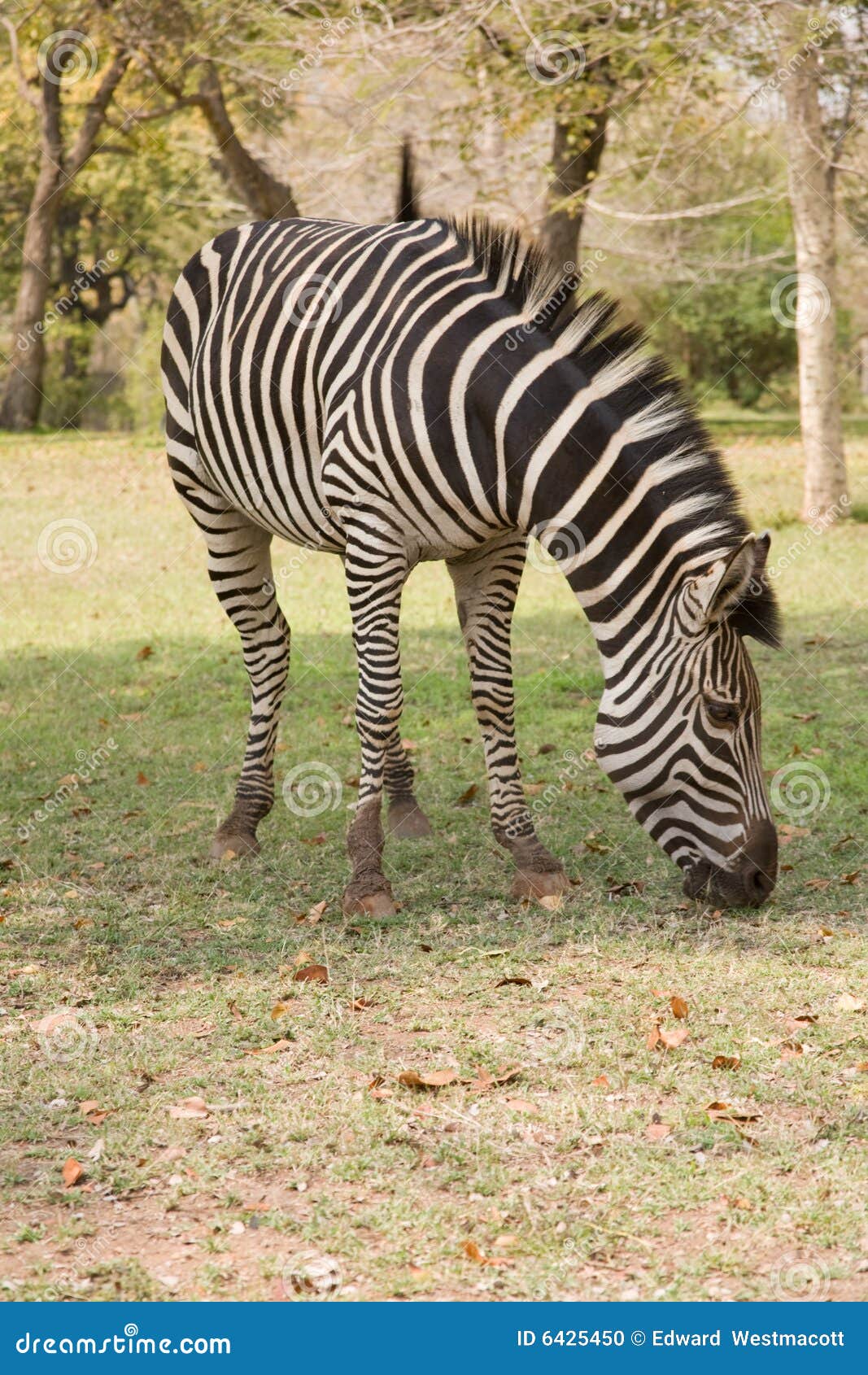 Grazing Zebra stock photo. Image of animal, wildlife, outdoors - 6425450