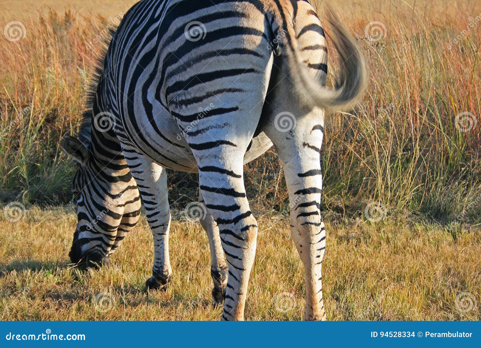 GRAZING ZEBRA with SWISHING TAIL Stock Photo - Image of animal, stripes ...