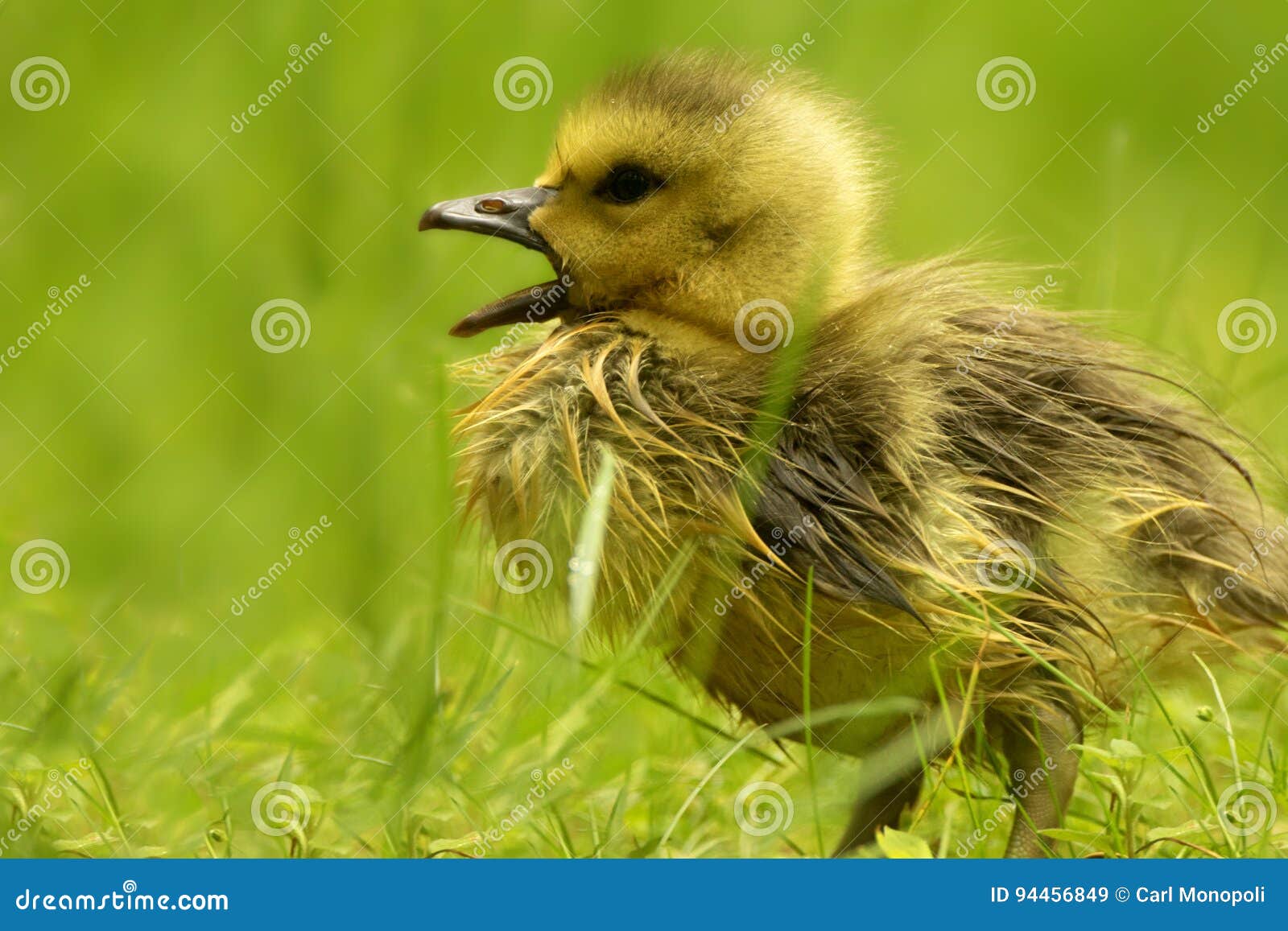 Graznido de Gosling imagen de archivo. Imagen de resorte - 94456849