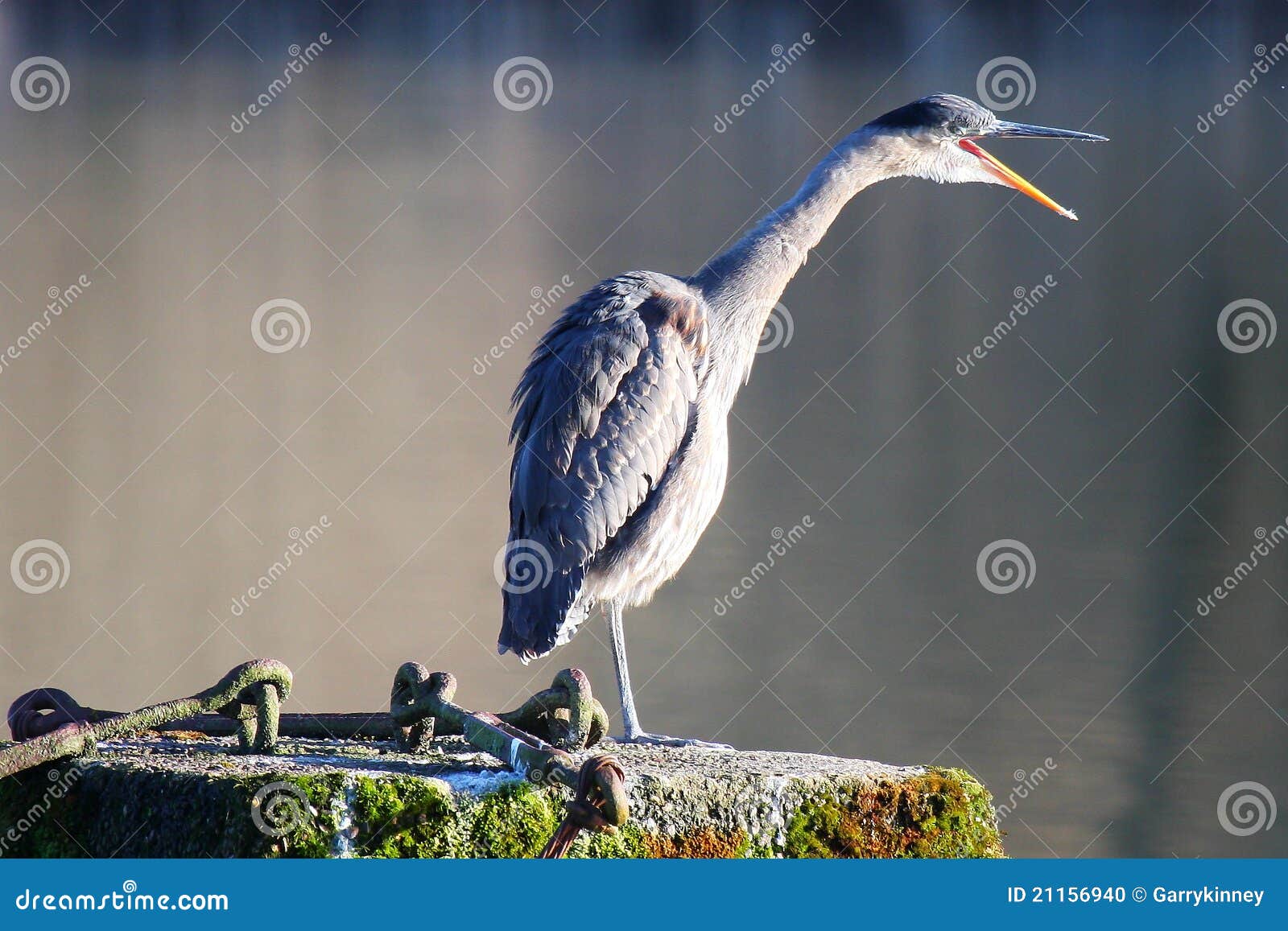 Graznido De La Garza De Gran Azul?. Foto de archivo - Imagen de belleza ...