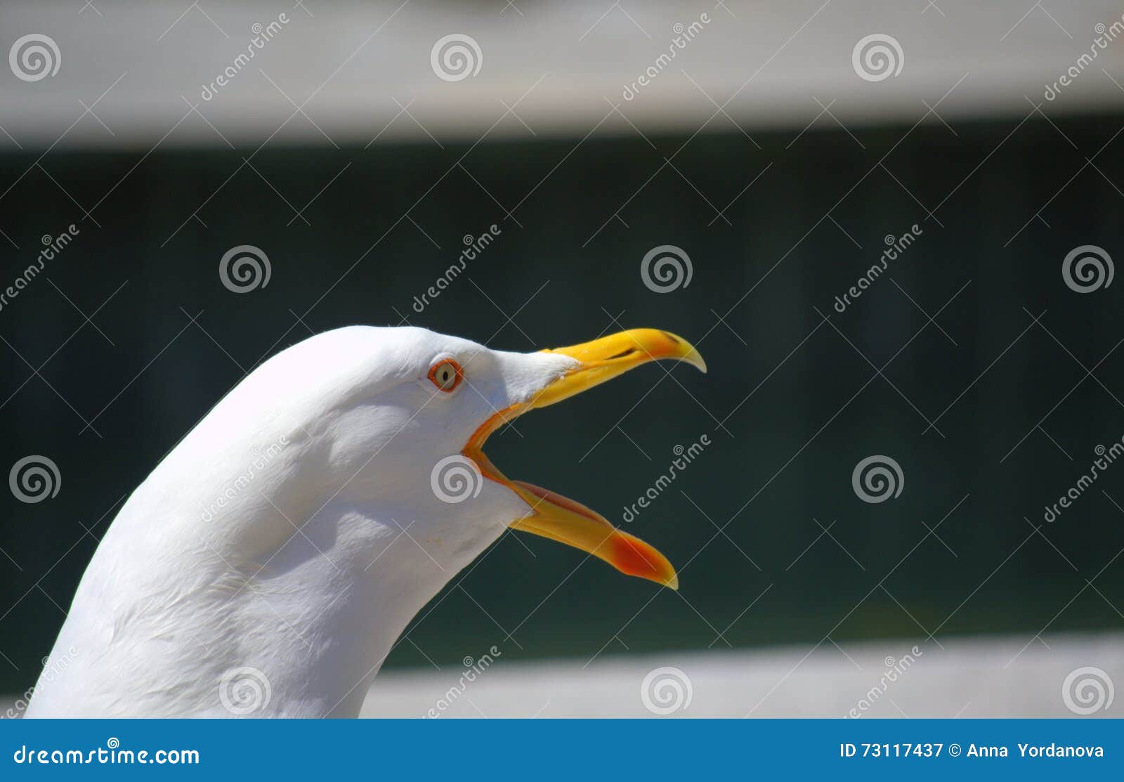 Graznido de la gaviota imagen de archivo. Imagen de croar - 73117437