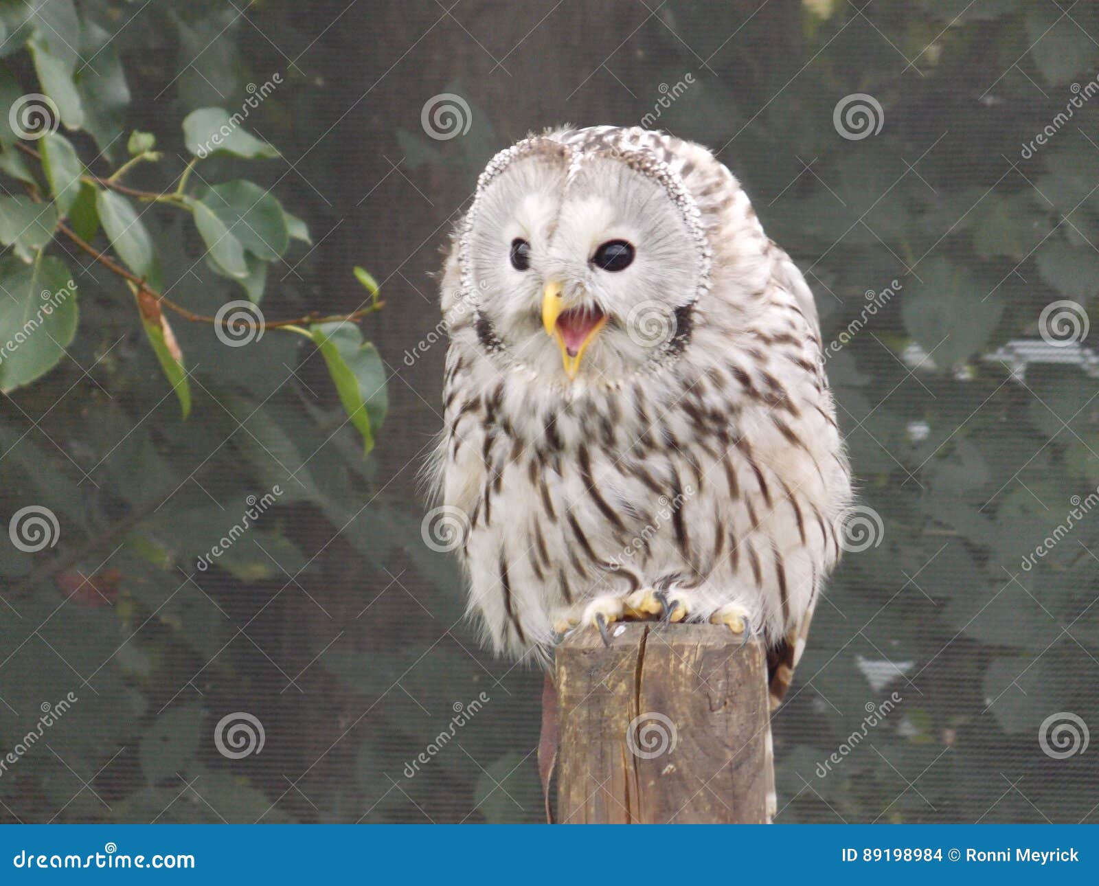 Graznido en alta voz foto de archivo. Imagen de alas - 89198984