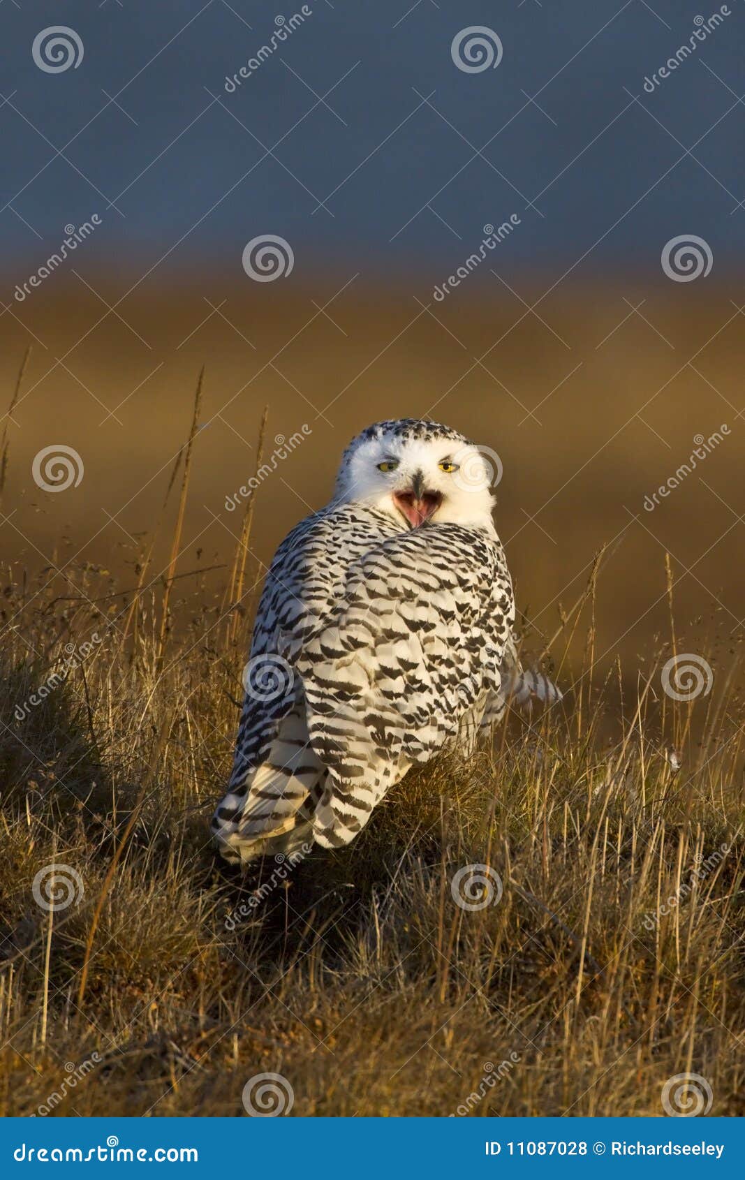 Graznido Nevado foto de archivo. Imagen de hierba, tundra - 11087028