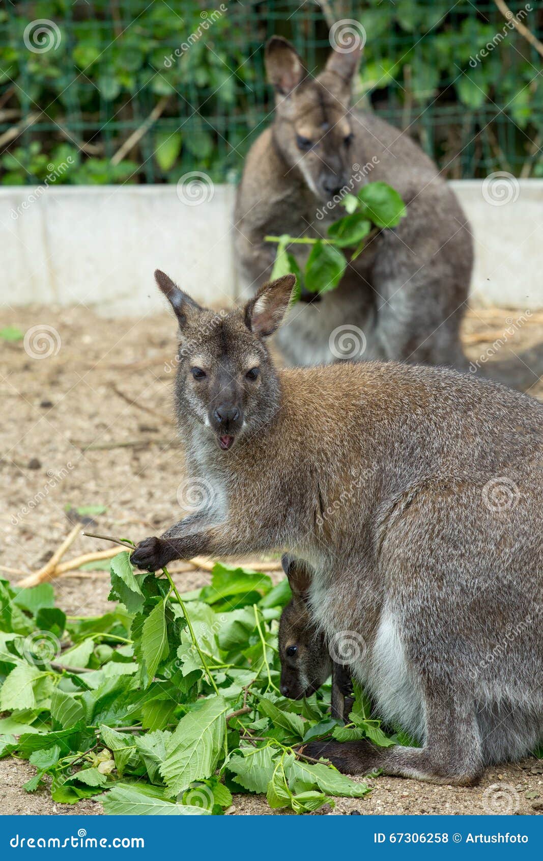 Grazzing Red-necked Wallaby Stock Photo - Image of aussie, green: 67306258