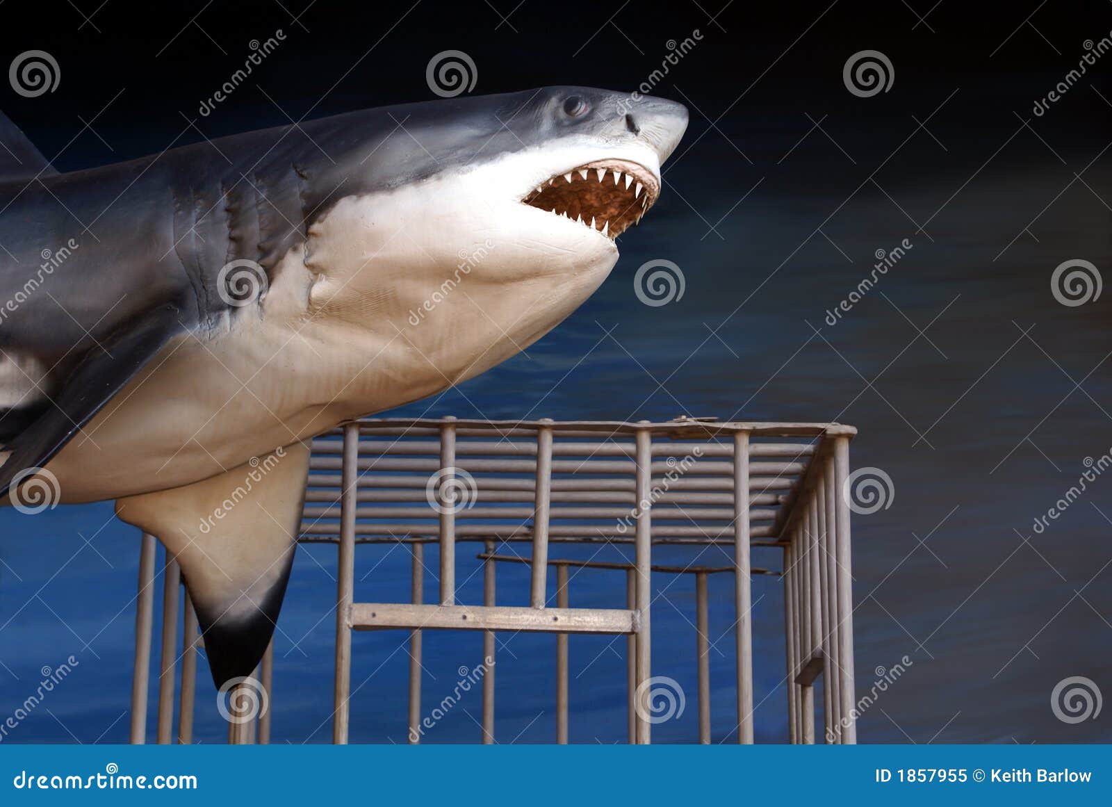 Greak White Shark and Dive Cage Stock Image - Image of ocean, diver ...