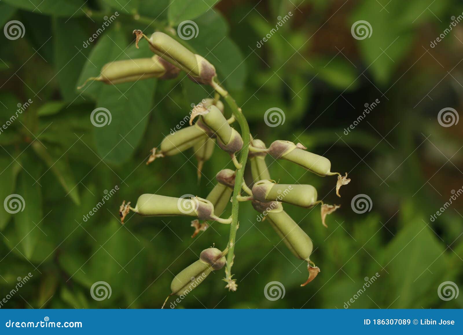 Green Beans Pod in Its Own Plant Stock Image - Image of outdoors ...