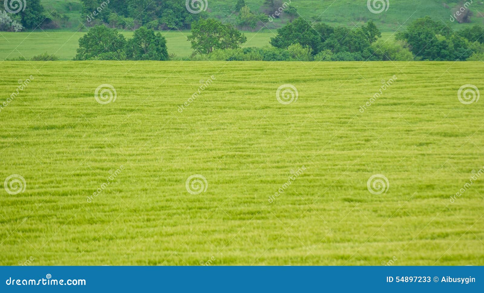 Grean Field stock image. Image of color, grass, outdoors - 54897233