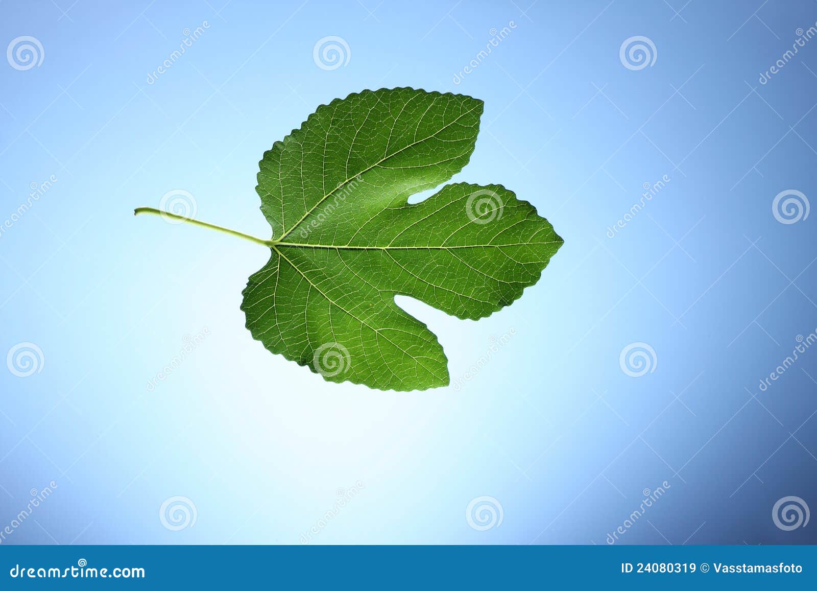 Grean leaf stock image. Image of magnolia, element, ecology - 24080319