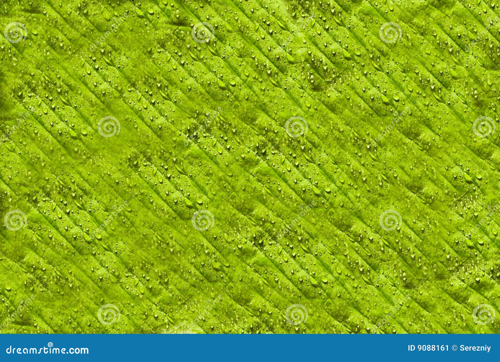 Grean leaf background stock image. Image of plant, pattern - 9088161