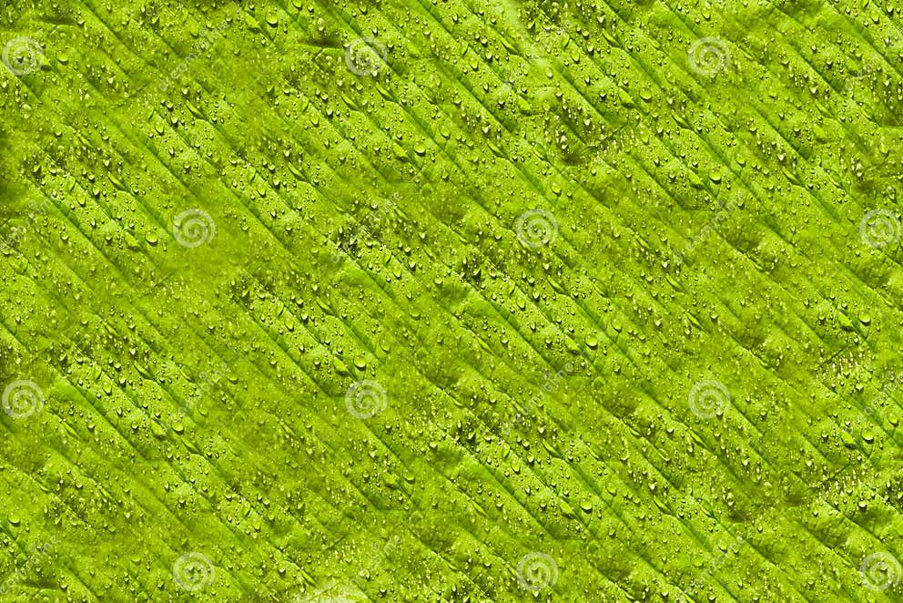 Grean leaf background stock image. Image of plant, pattern - 9088161