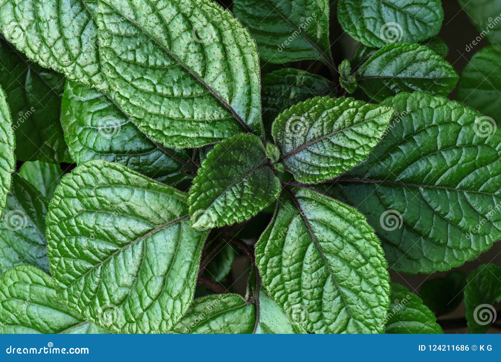 Grean Leaf Background. Natural Foliage Pattern. Nature Concept. Stock ...