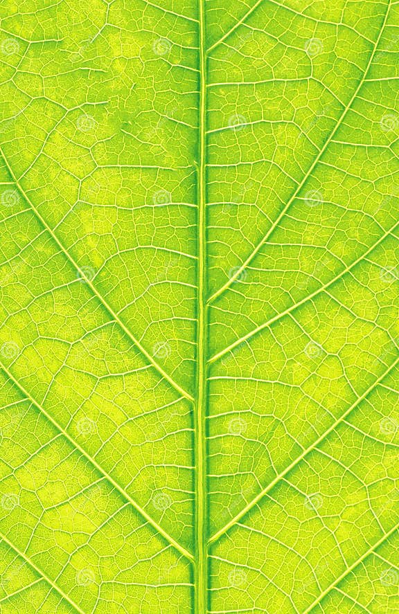 Grean Leaf Macro Background Stock Image - Image of closeup, life: 124781463