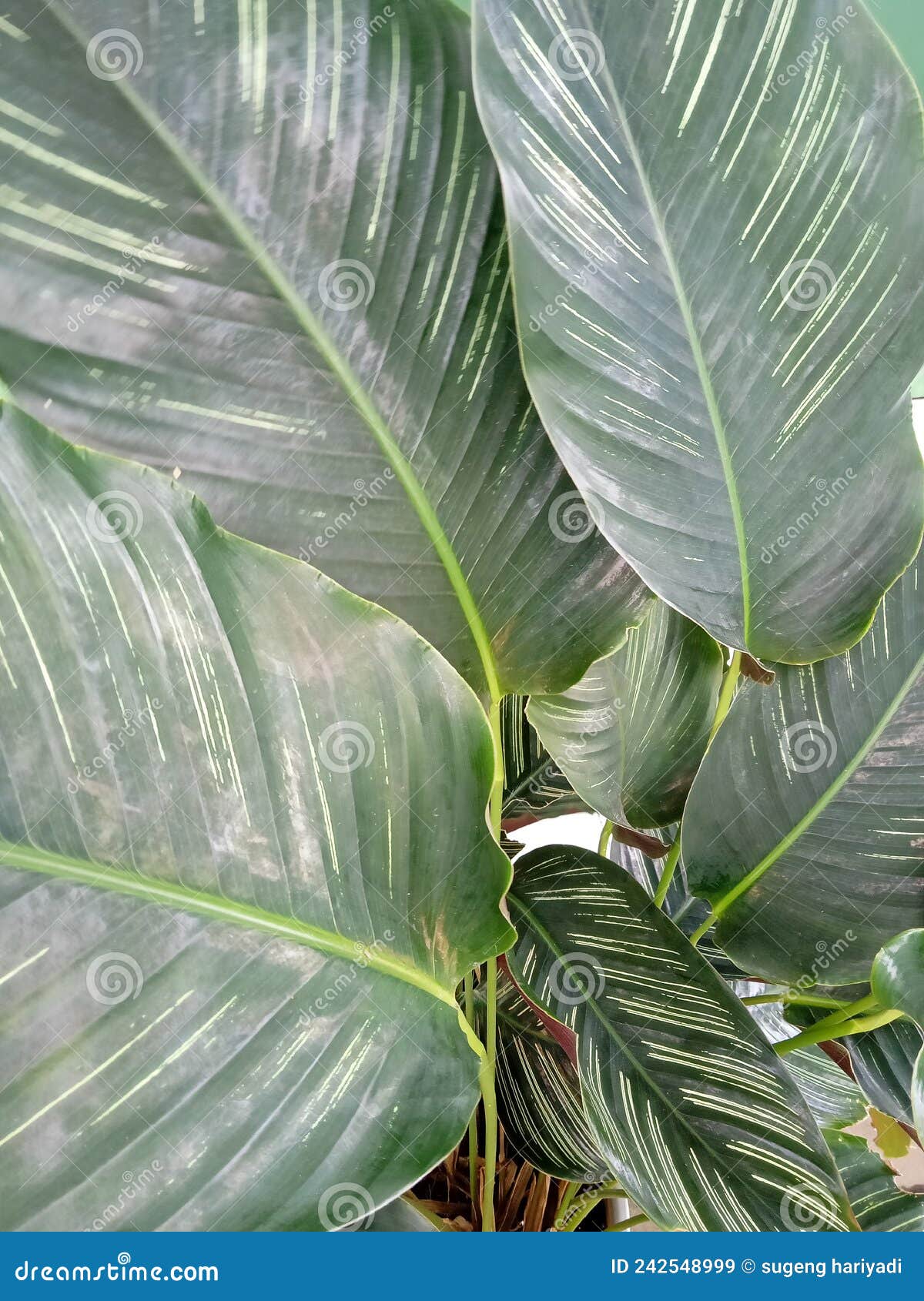 Grean Leaf Macro Background Royalty-Free Stock Photo | CartoonDealer ...