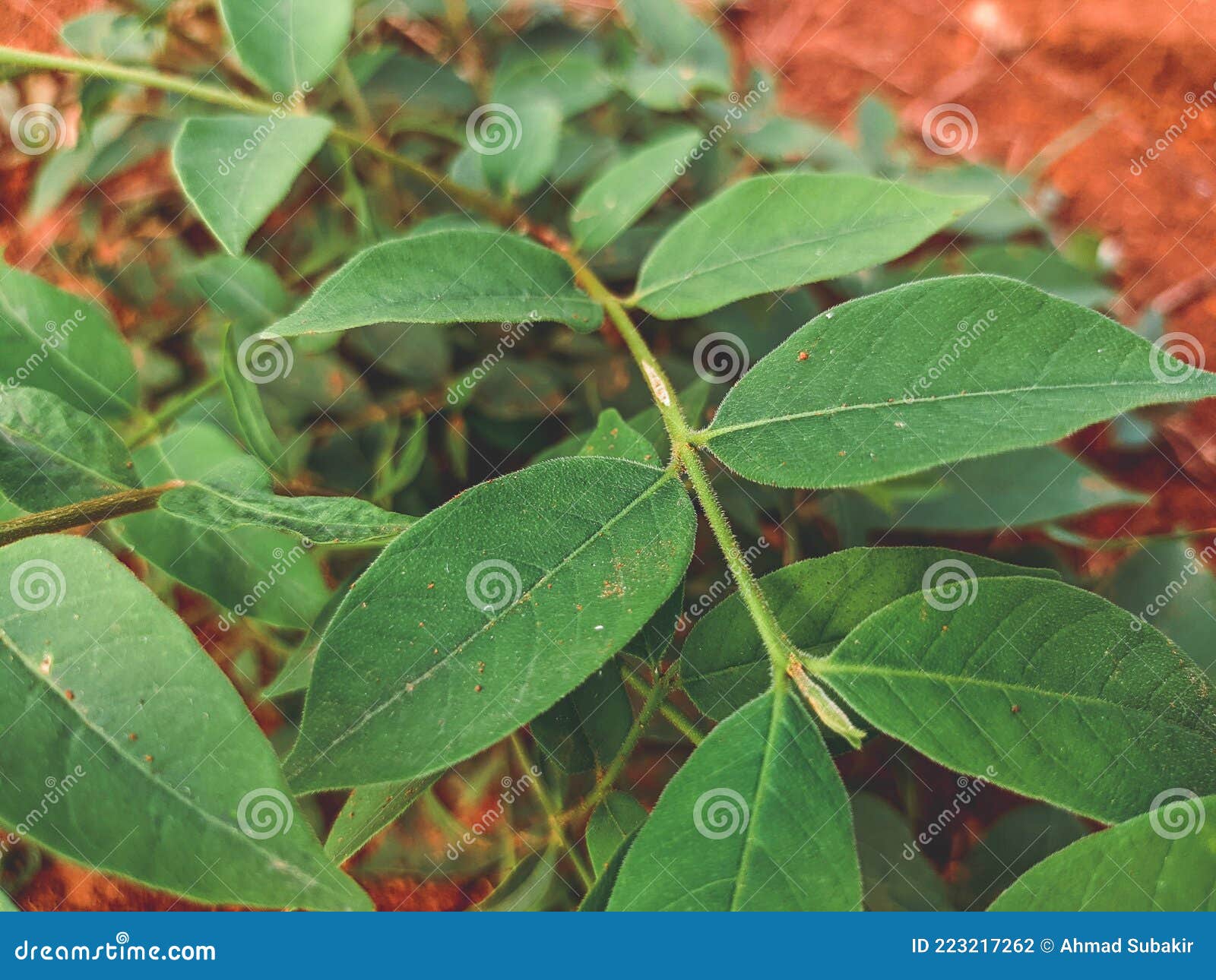 Grean Leaf Macro Background Royalty-Free Stock Photo | CartoonDealer ...