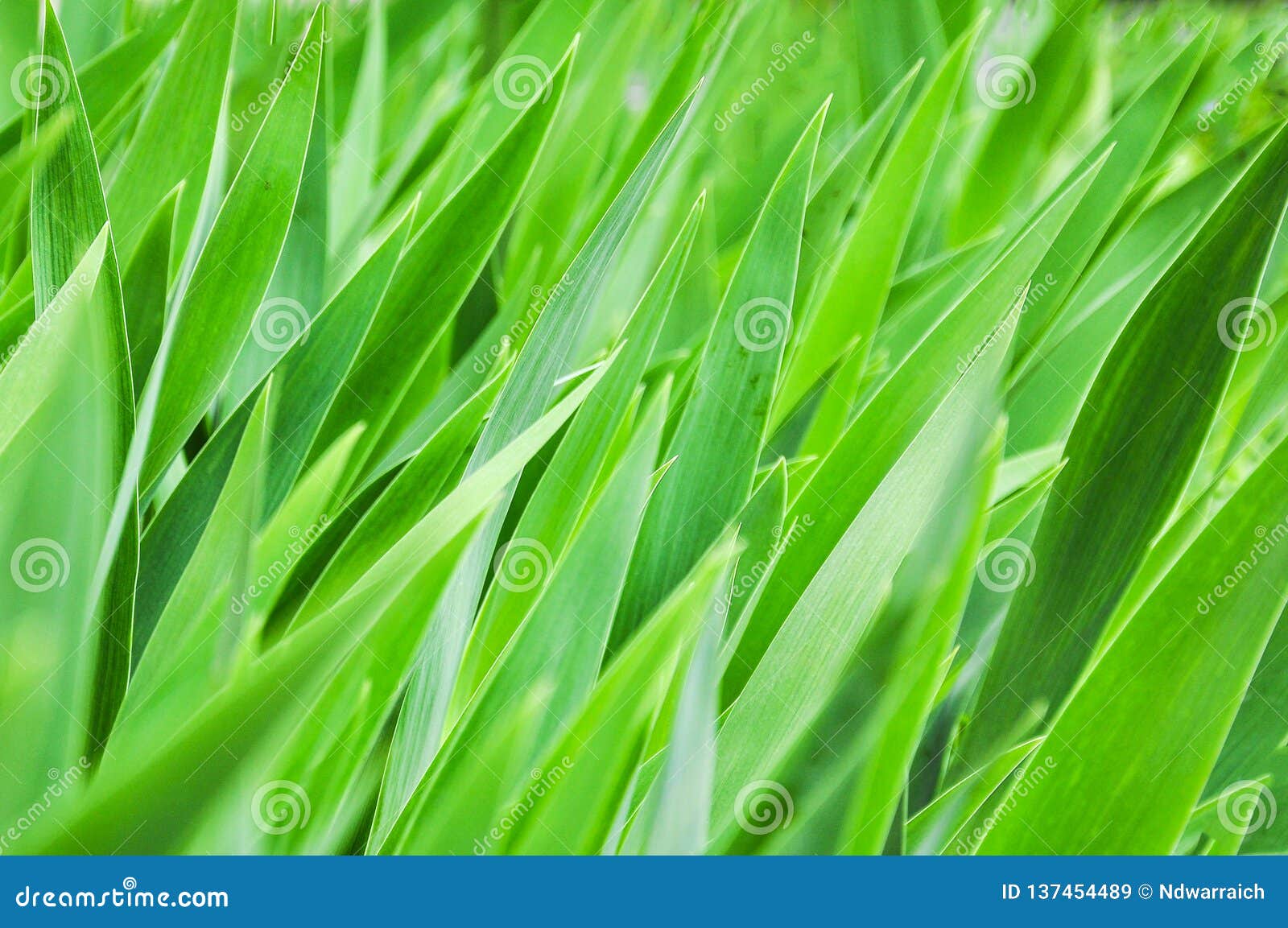 Grean Leaf Texture of the Wheat Crop Stock Image - Image of farm, grow ...