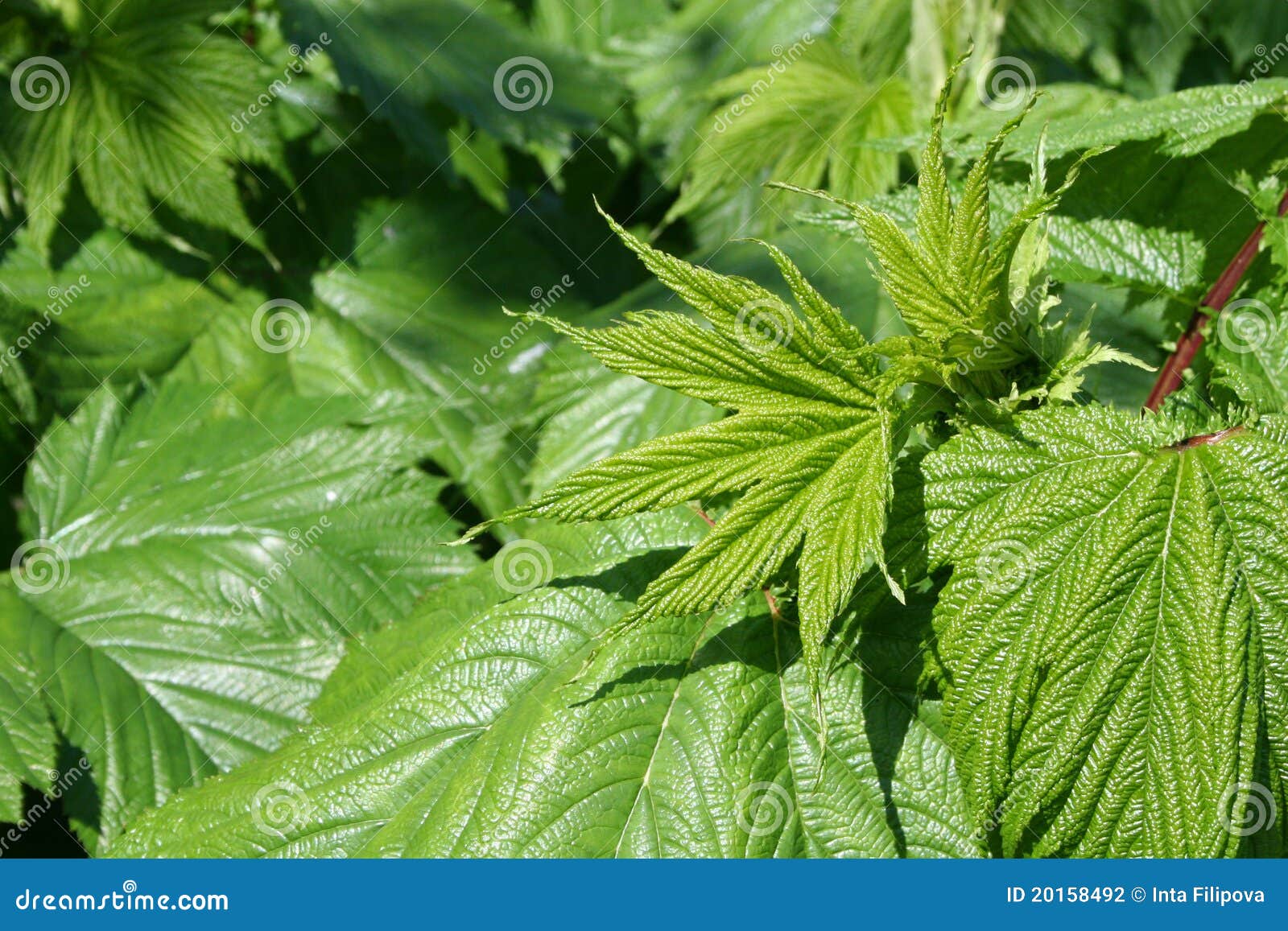 Grean leaves stock photo. Image of plant, spring, close - 20158492