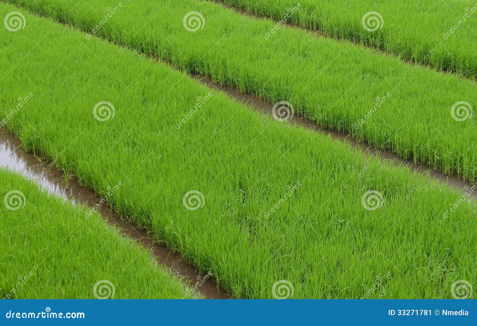 Grean-Reis-Feld stockbild. Bild von agrargeschäft, errichten - 33271781