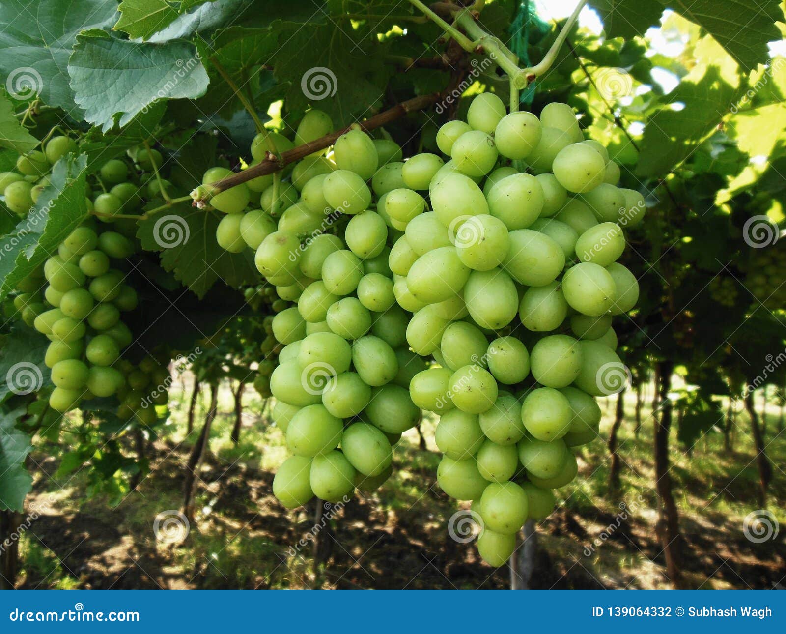 Greaps stock photo. Image of beautiful, nashik, greaps - 139064332